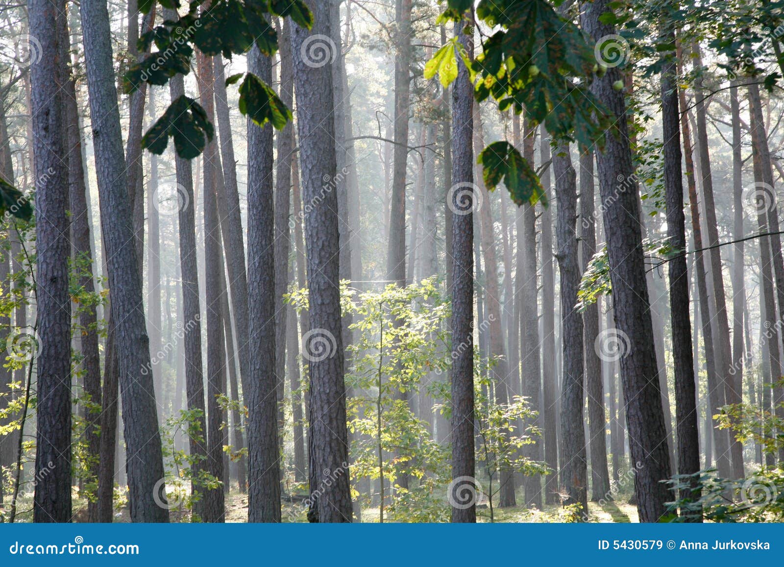 Morning forest stock image. Image of autumn, woods, landscape - 5430579