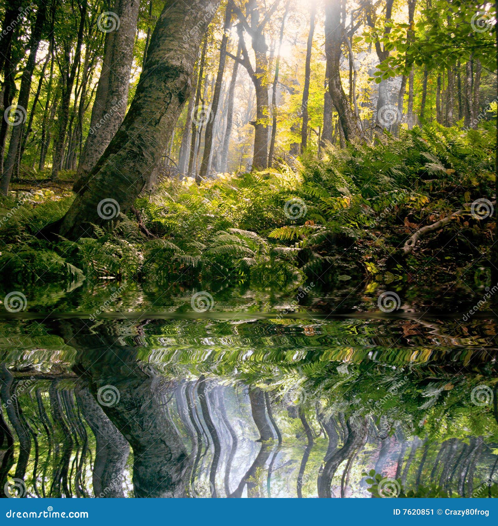 Morning in forest stock image. Image of scenic, fern, landscape - 7620851