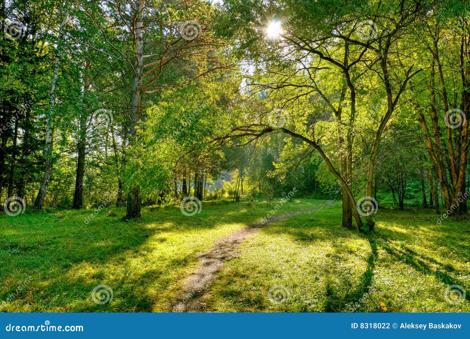 Morning in forest stock photo. Image of season, park, lush - 8318022
