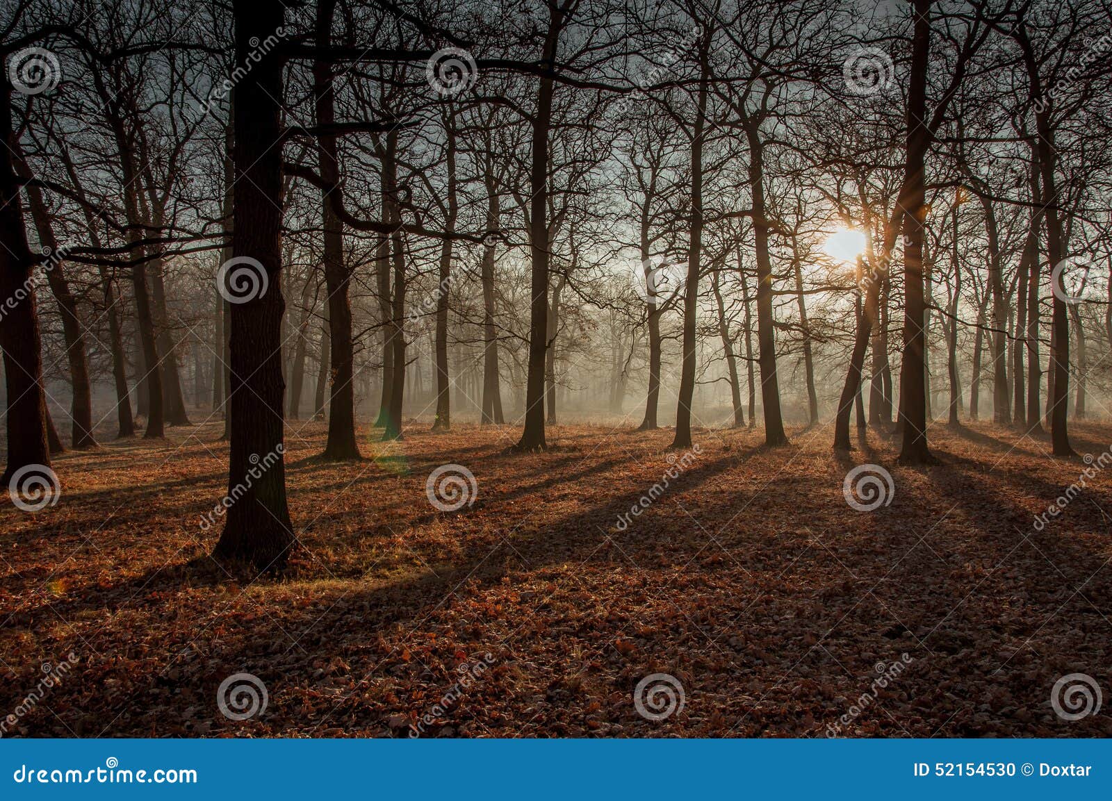 Morning in the forest stock photo. Image of sunrise, relaxation - 52154530