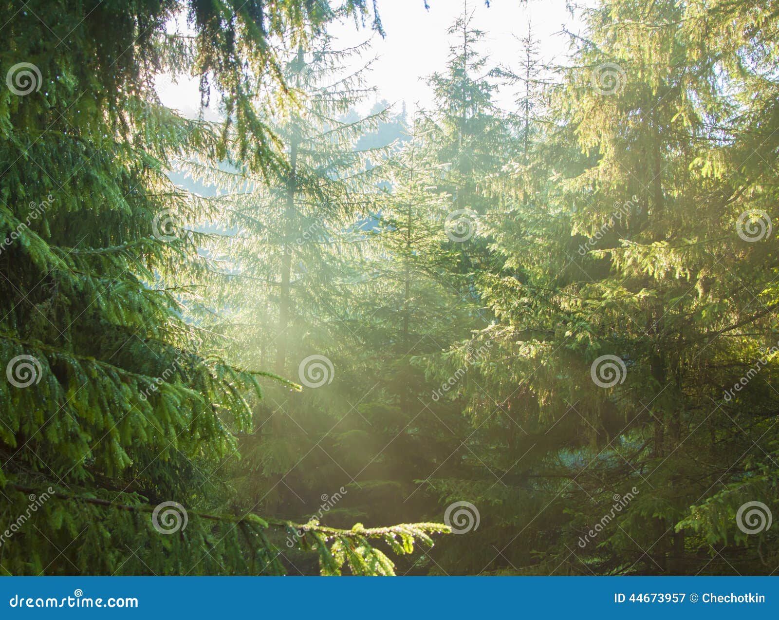 Morning in the forest stock image. Image of sunlight - 44673957