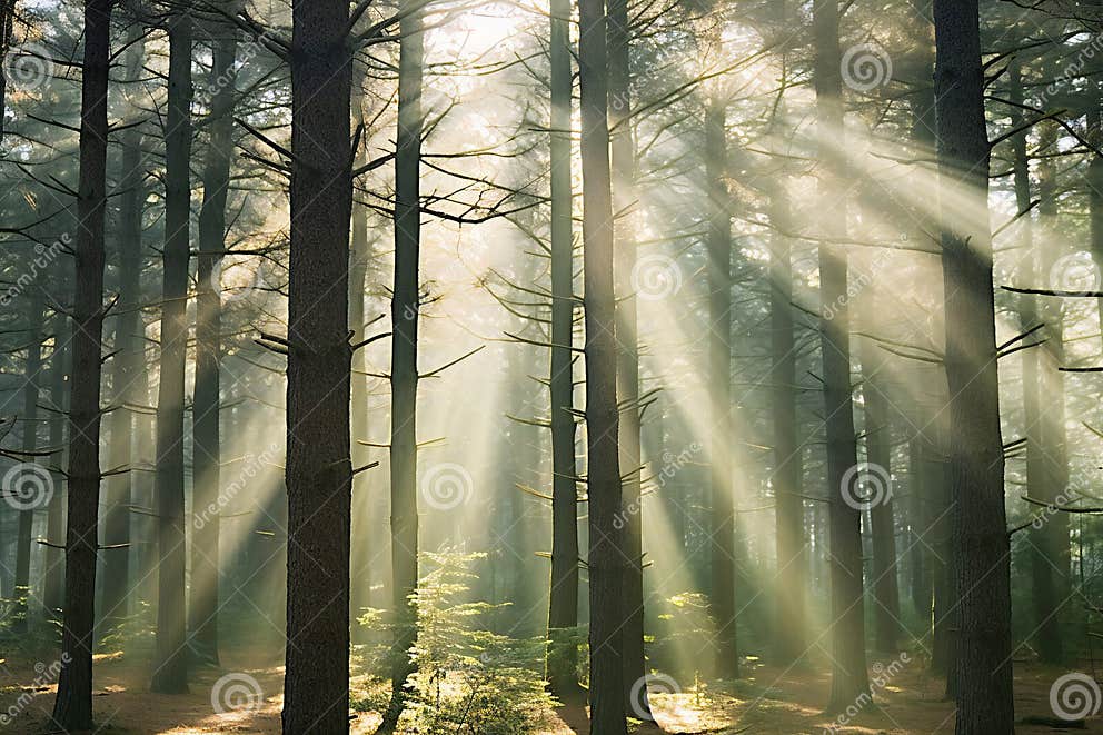Morning in the Forest, Sun Rays through the Tree Trunks Stock ...