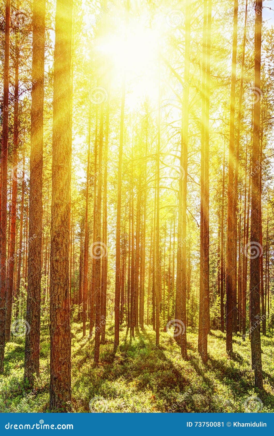 Morning Forest in a Sunny Summer Day. Stock Image - Image of life, pine ...