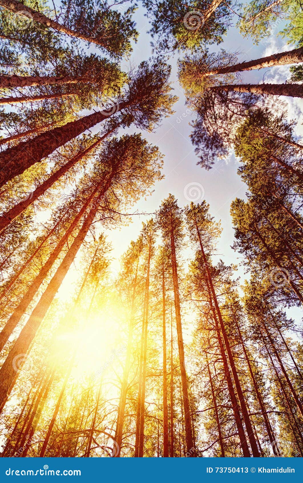 Morning Forest in a Sunny Summer Day. Stock Image - Image of branches ...