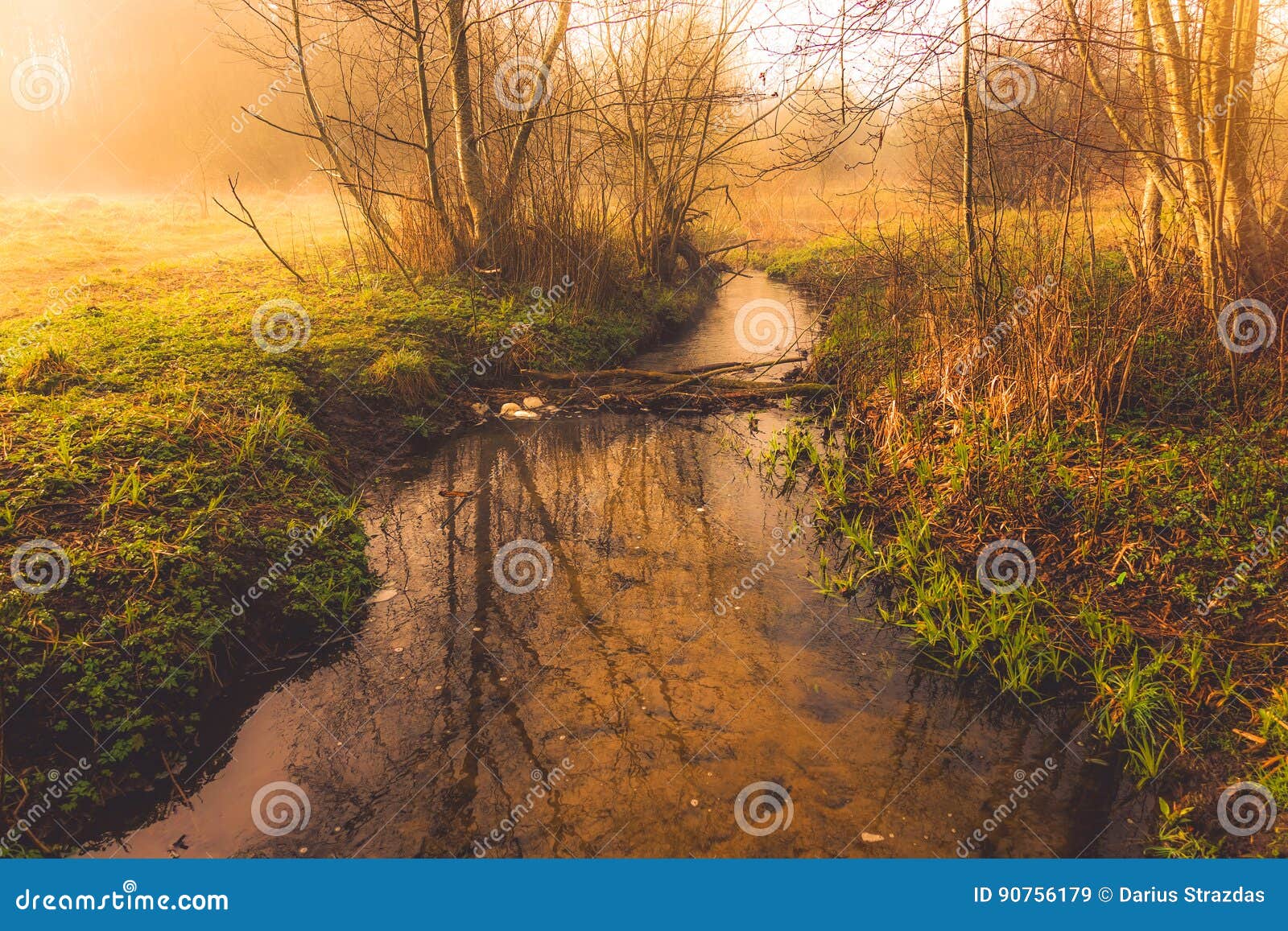 Morning Forest and Water Stream Stock Image - Image of plant, wallpaper ...