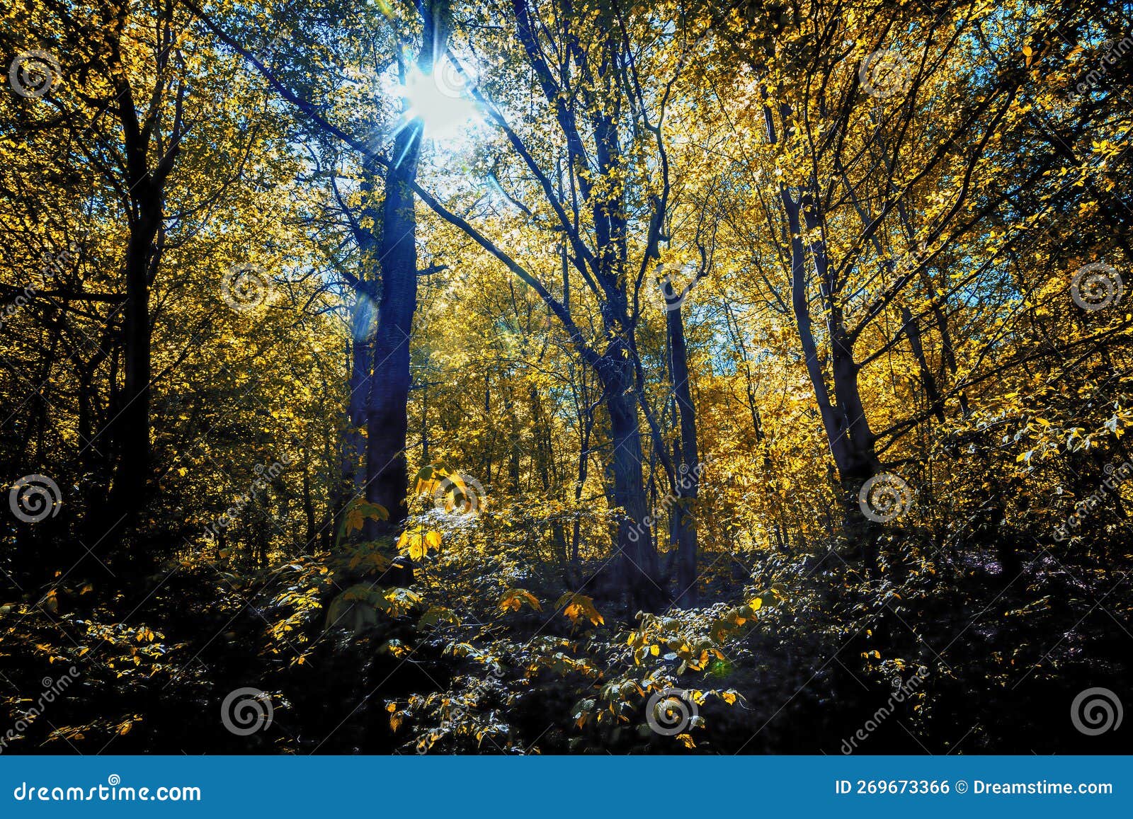 Morning in the Forrest with Sun Rays Stock Photo - Image of forrest, yellow: 269673366