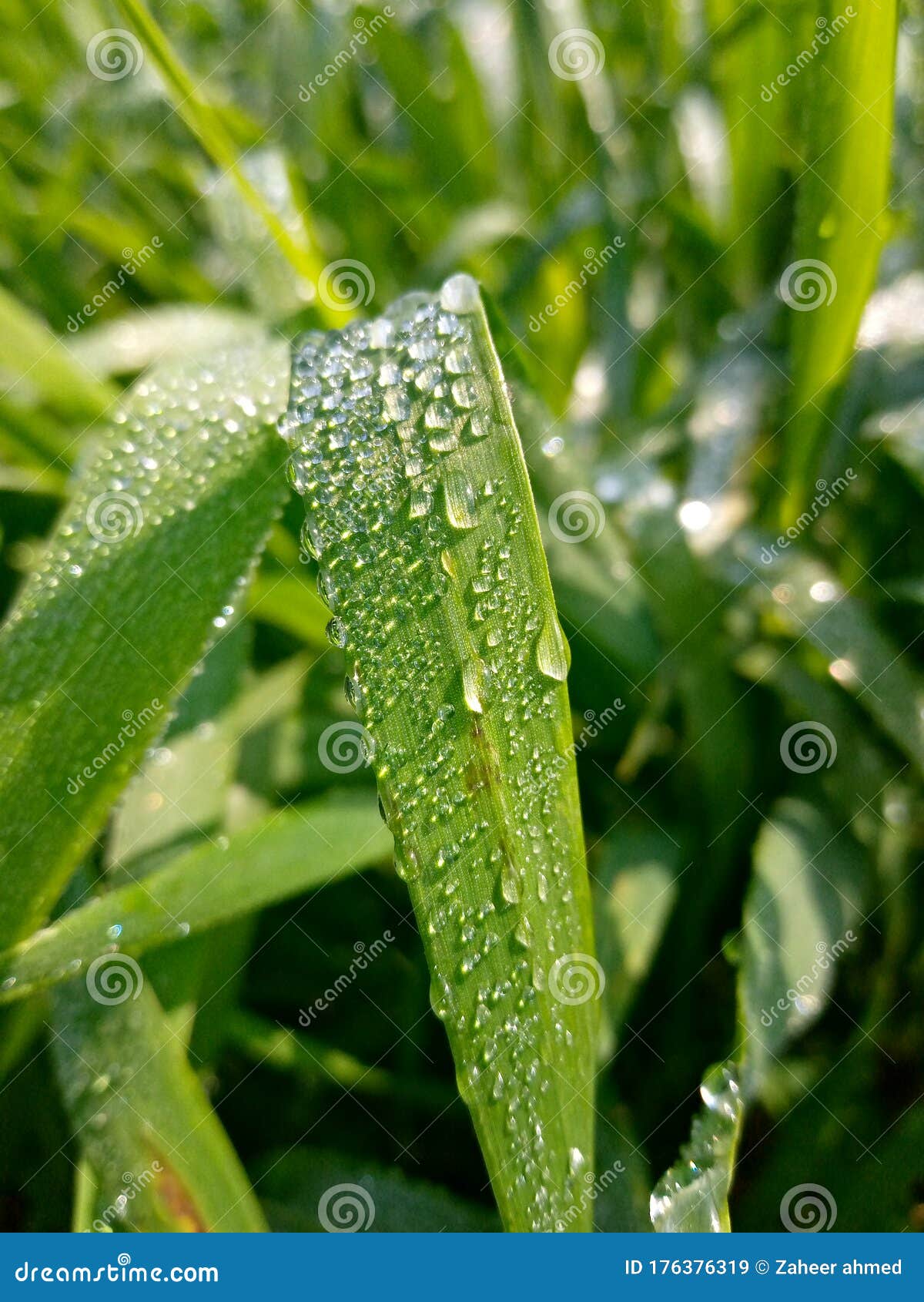 Morning fresh dewdrops stock image. Image of morning - 176376319