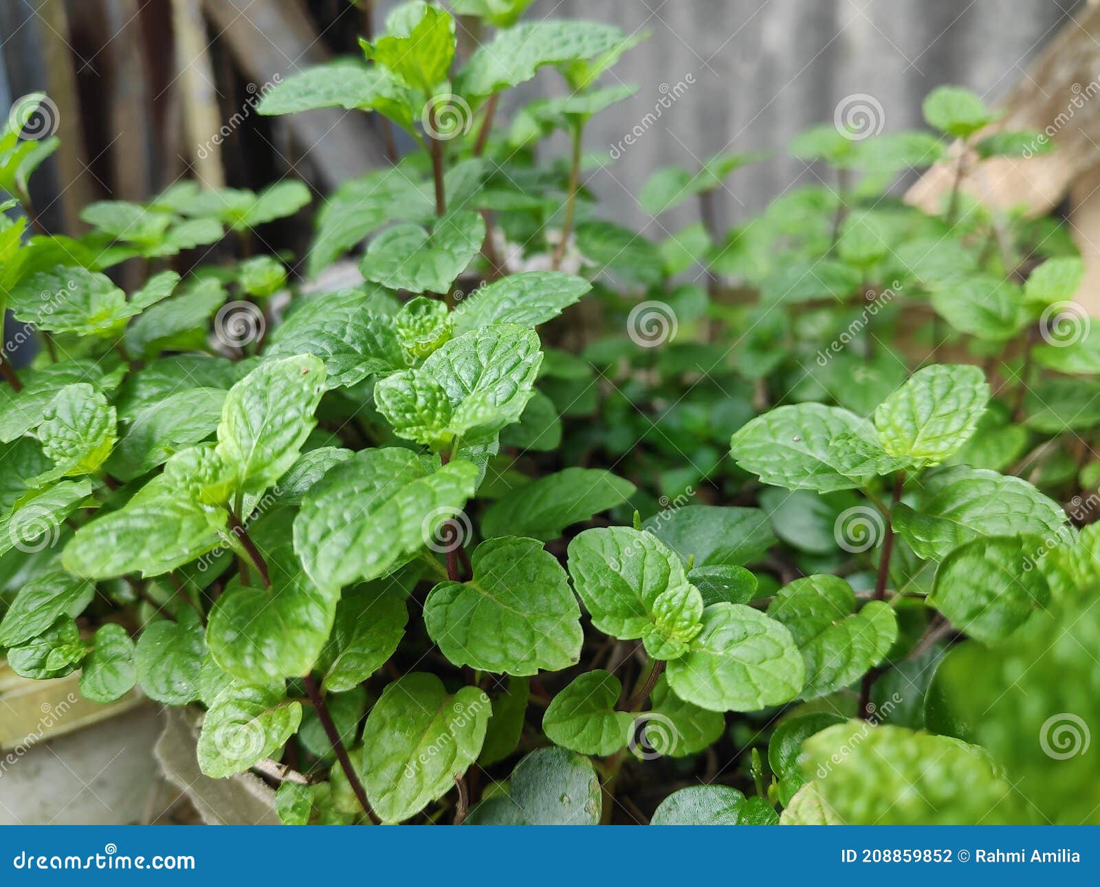 Morning Fresh Peppermint Bush Plant Stock Photo - Image of wildflower ...