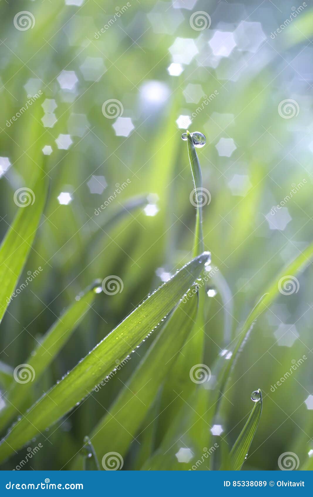 Morning Fresh Spring Grass in Dew with Natural Bokeh Stock Image ...