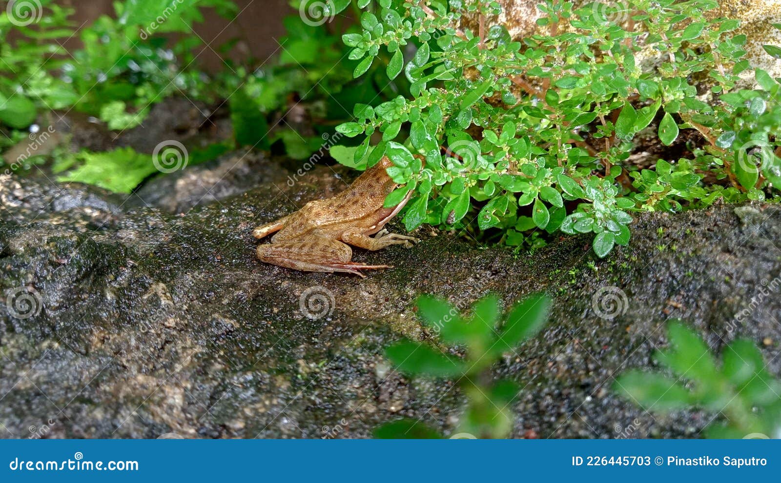 Morning Froggy stock image. Image of froggy, tropicana - 226445703