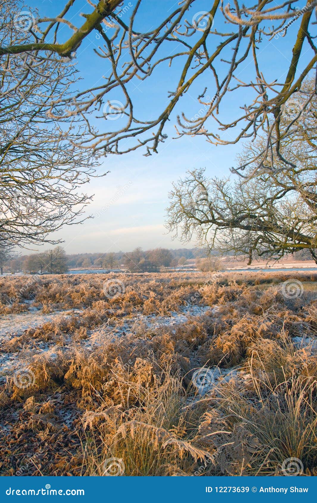 Morning frost stock image. Image of winter, trees, morning - 12273639