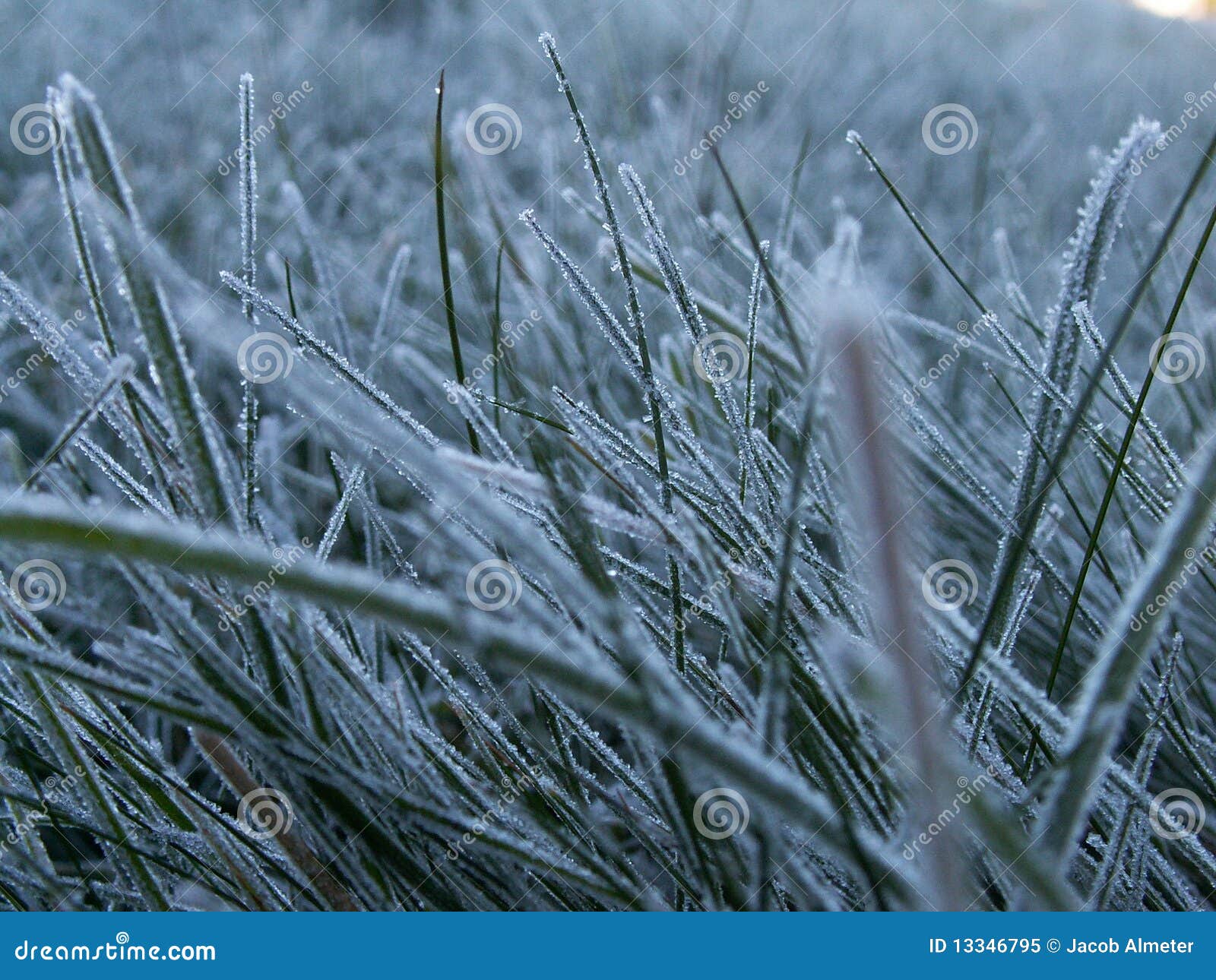 Morning frost stock image. Image of morning, frosted - 13346795