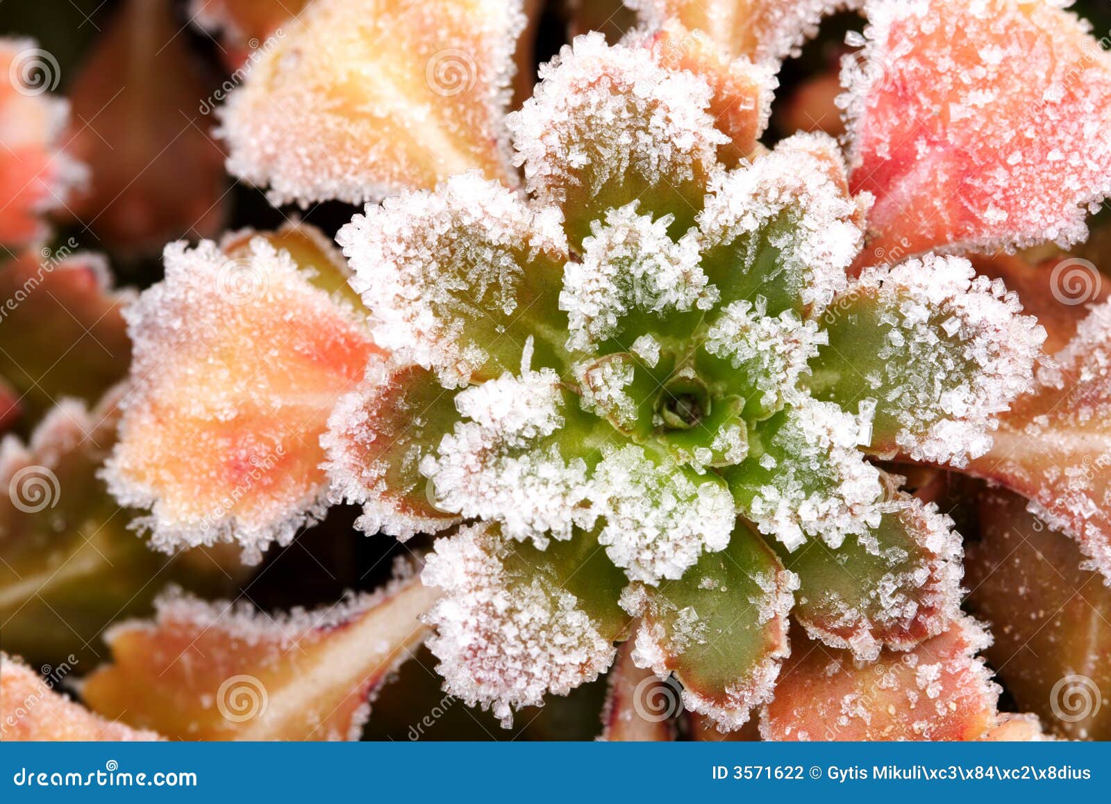 Morning frost stock photo. Image of life, frosty, temperature - 3571622
