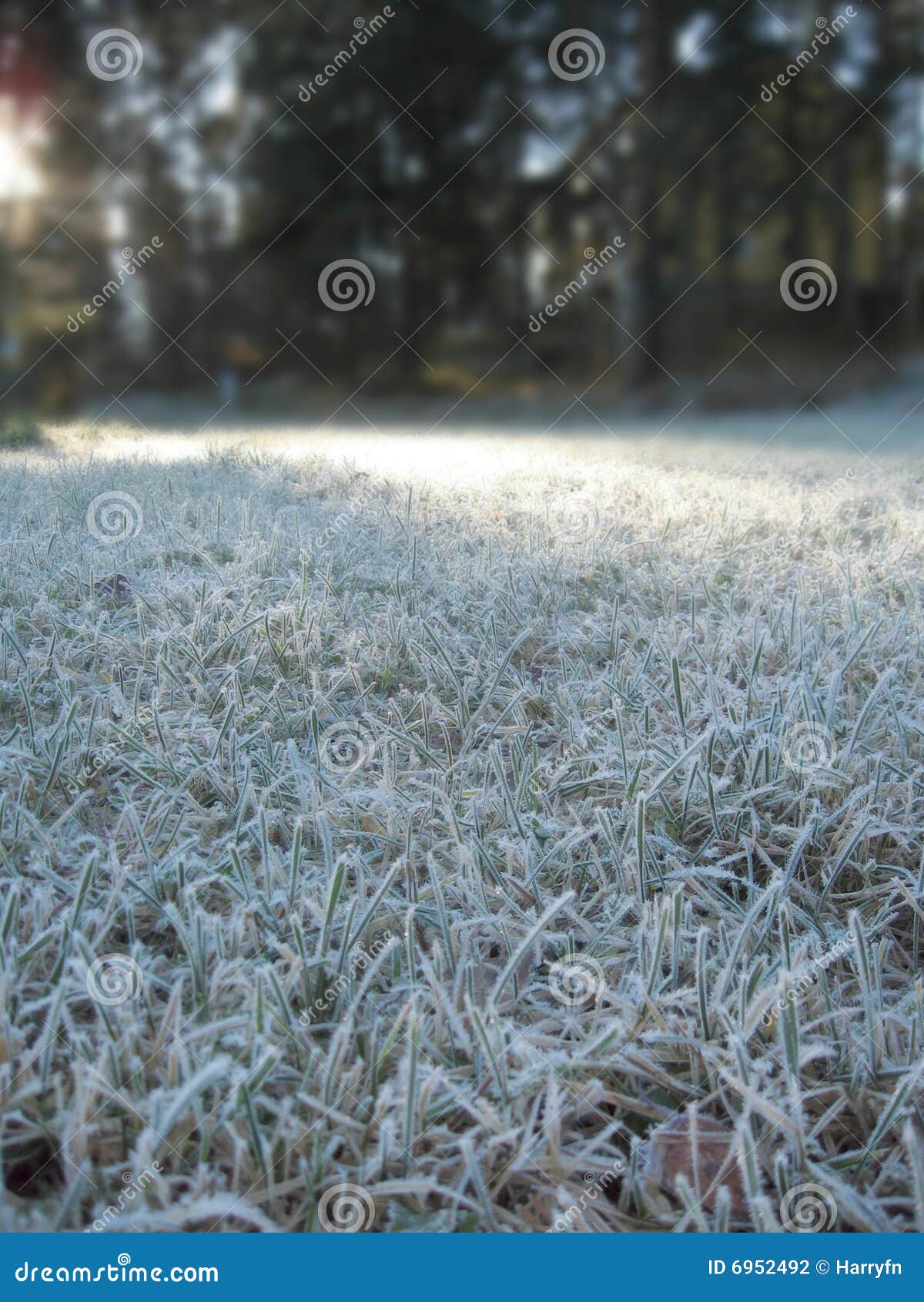 Morning frost stock photo. Image of grass, sunlight, beautiful - 6952492