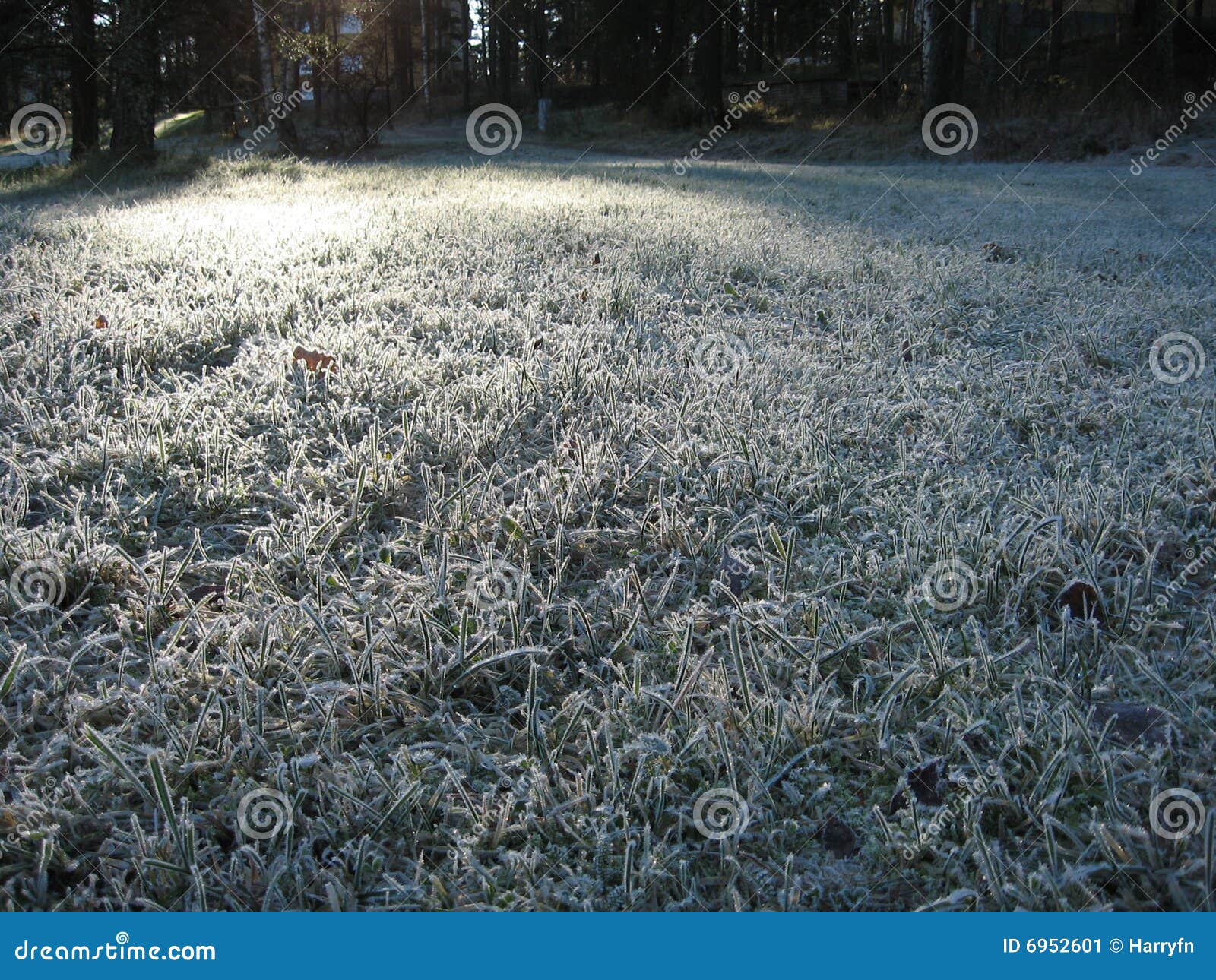 Morning frost stock image. Image of beautiful, morning - 6952601