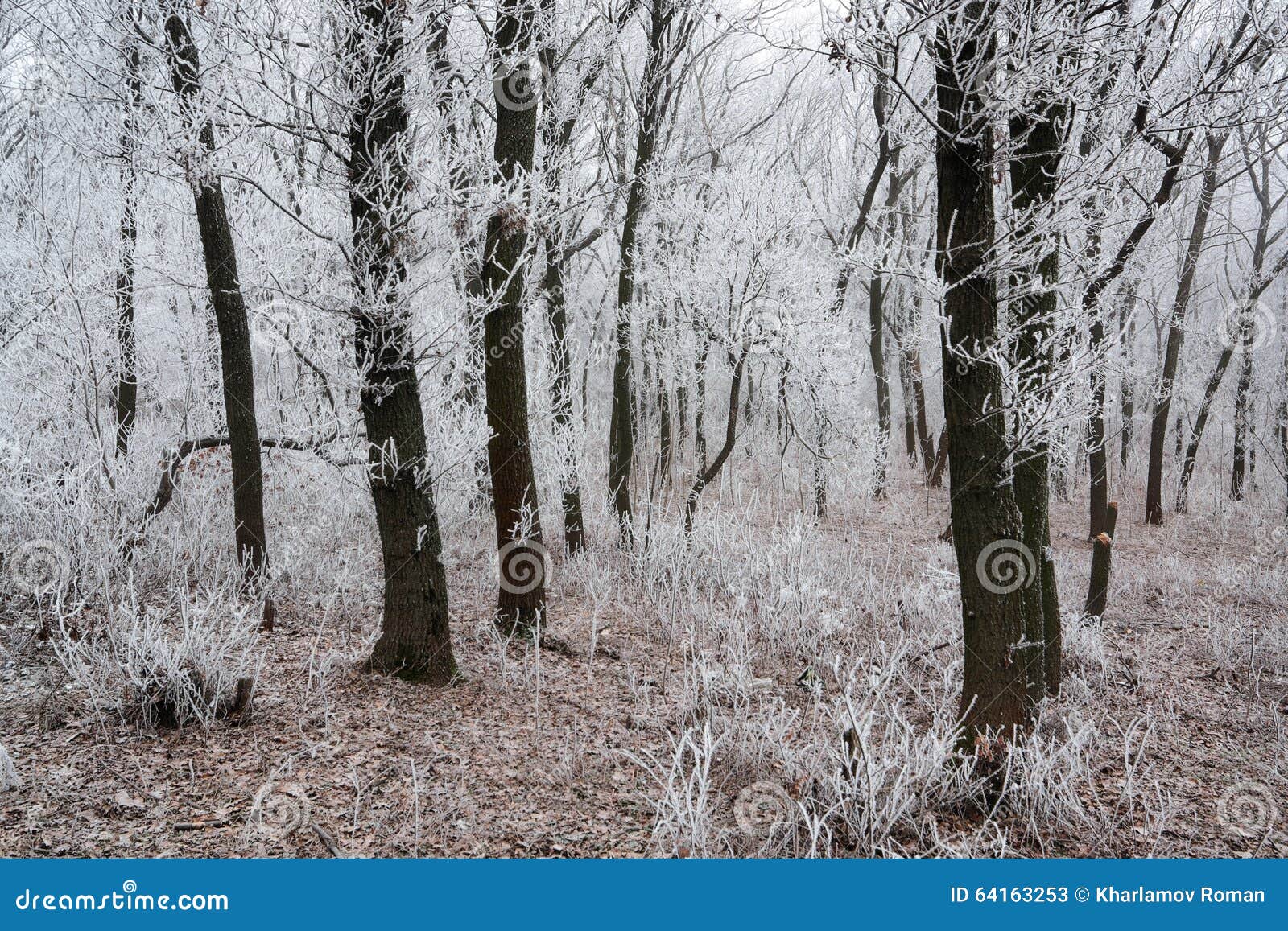 Morning frosted forest stock image. Image of grass, meadow - 64163253