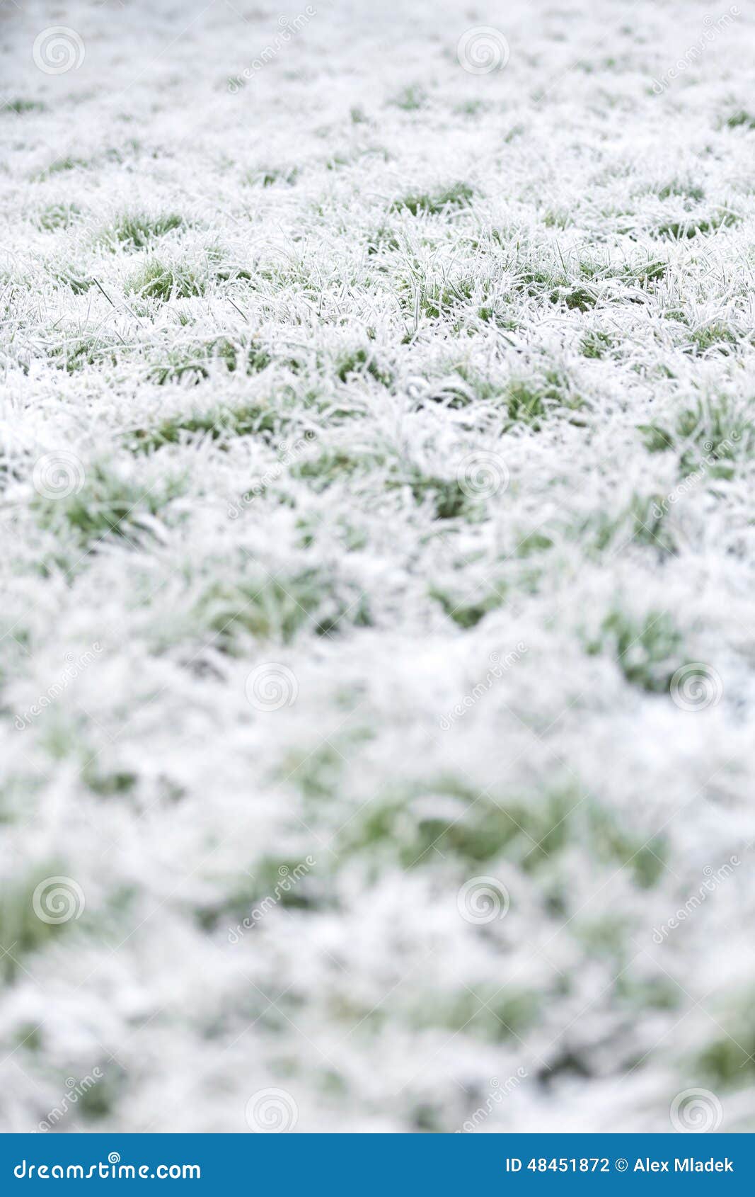 Morning frosty grass stock photo. Image of shallow, england - 48451872