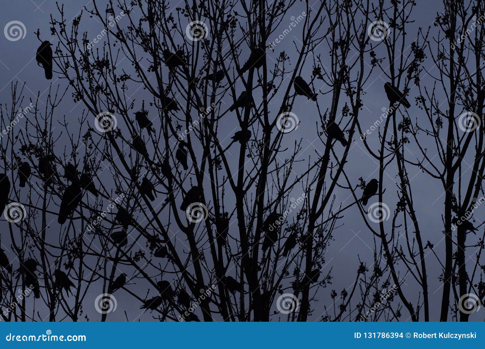 Ravens in the Dark on the Tree Stock Photo - Image of dark, morning ...