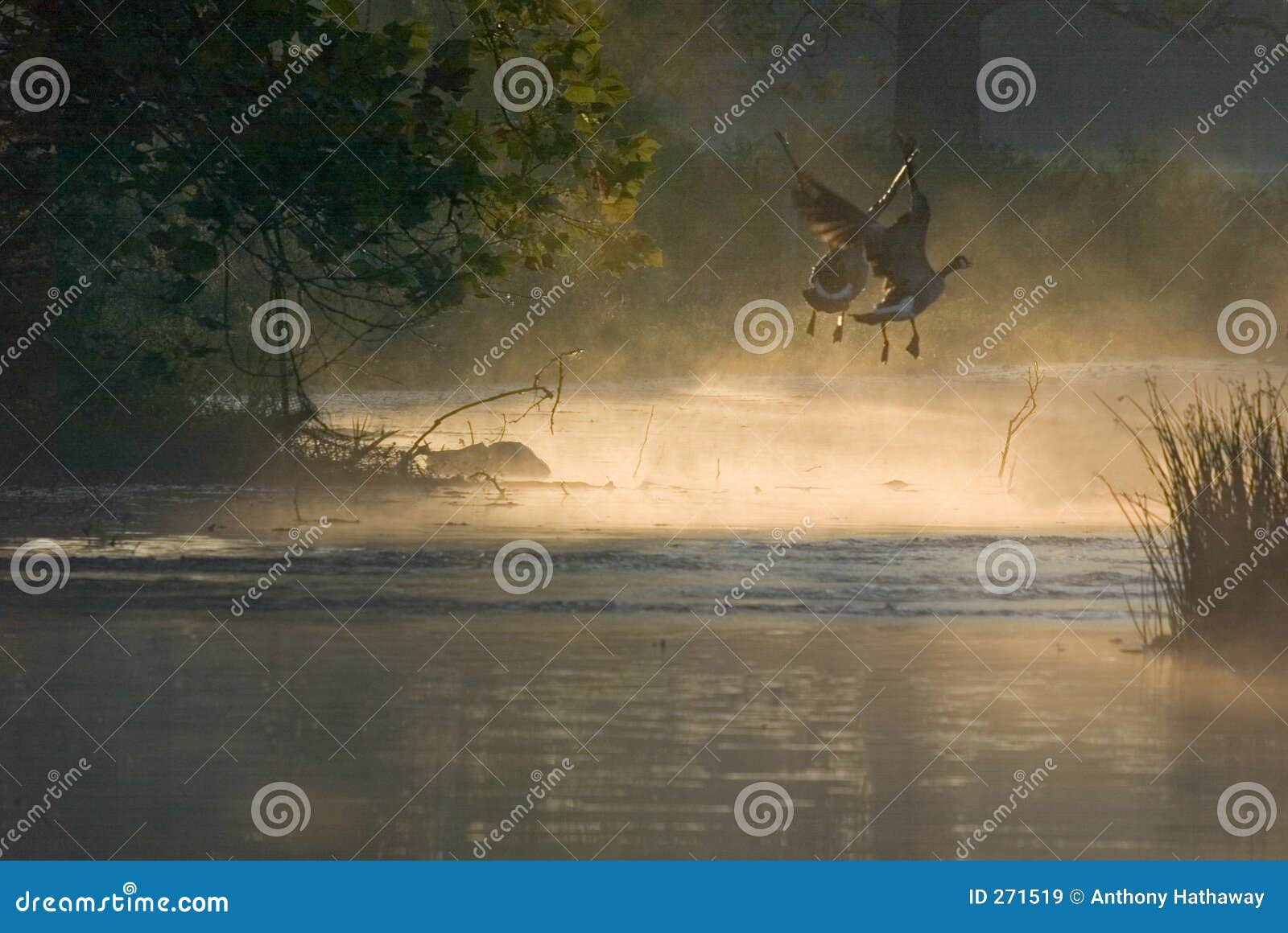 Morning geese on the wing stock image. Image of peace, reeds - 271519
