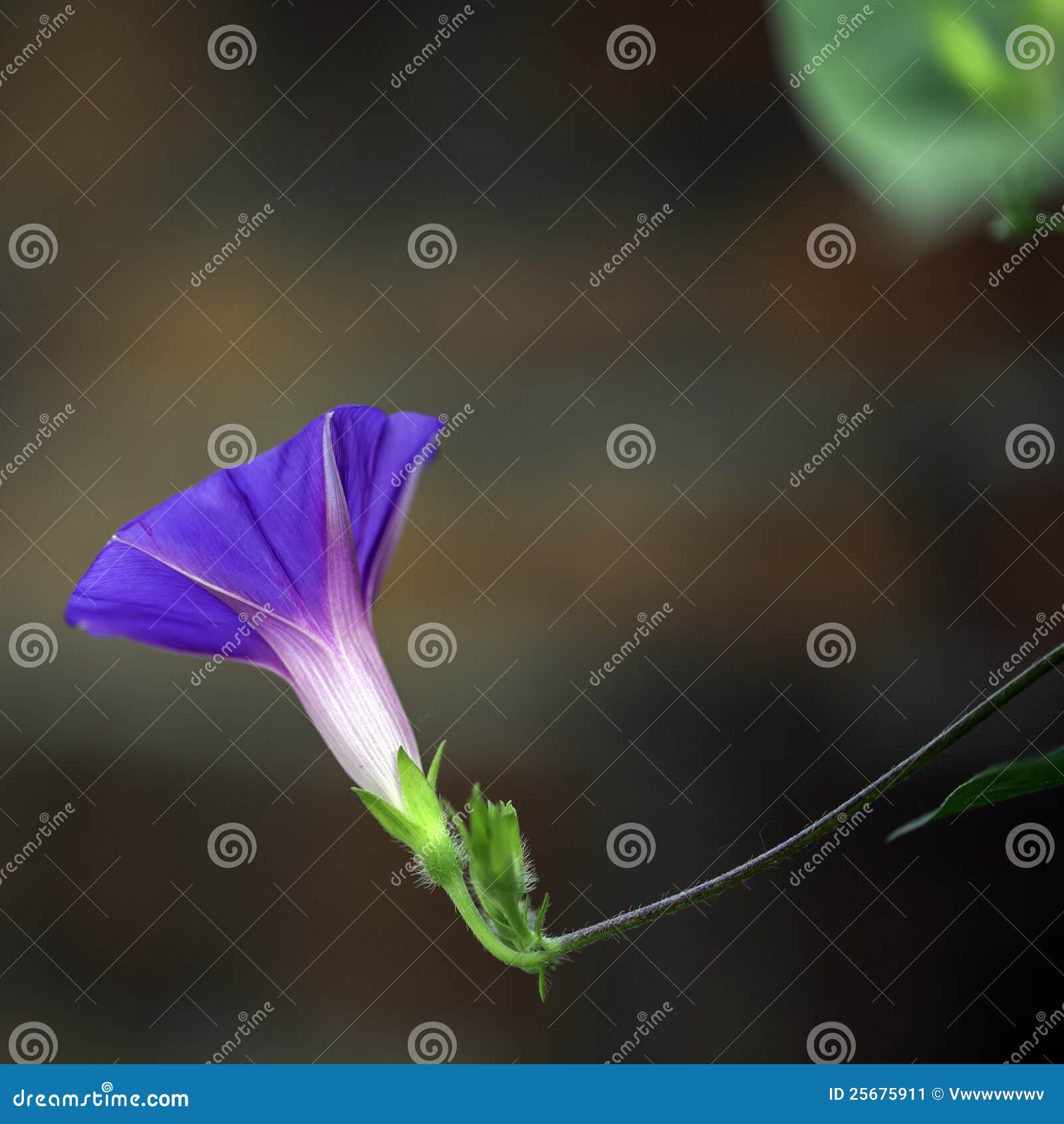 Morning Glory On Plots. Royalty-Free Stock Photo | CartoonDealer.com ...
