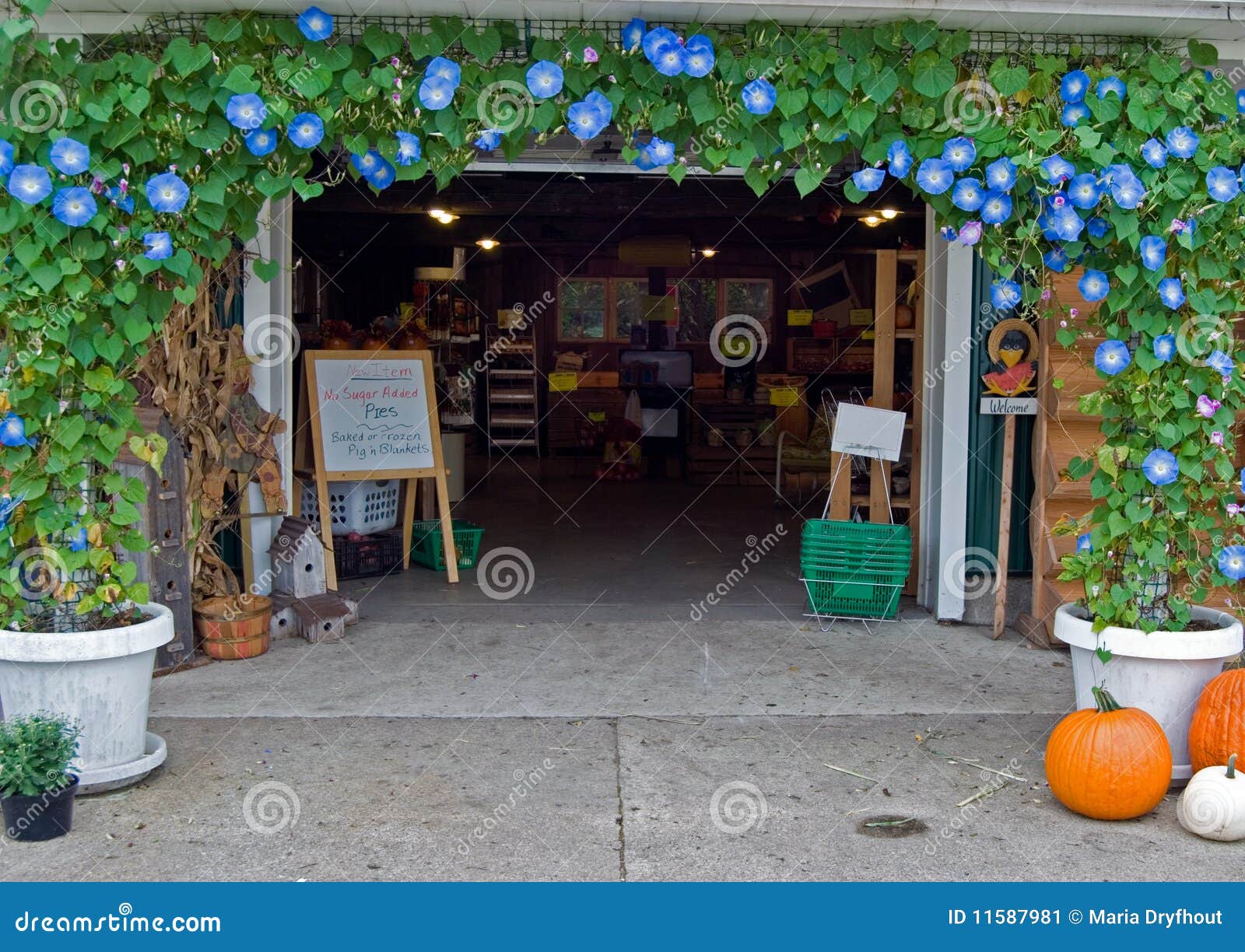 Morning Glory Arch stock image. Image of morning, nature - 11587981