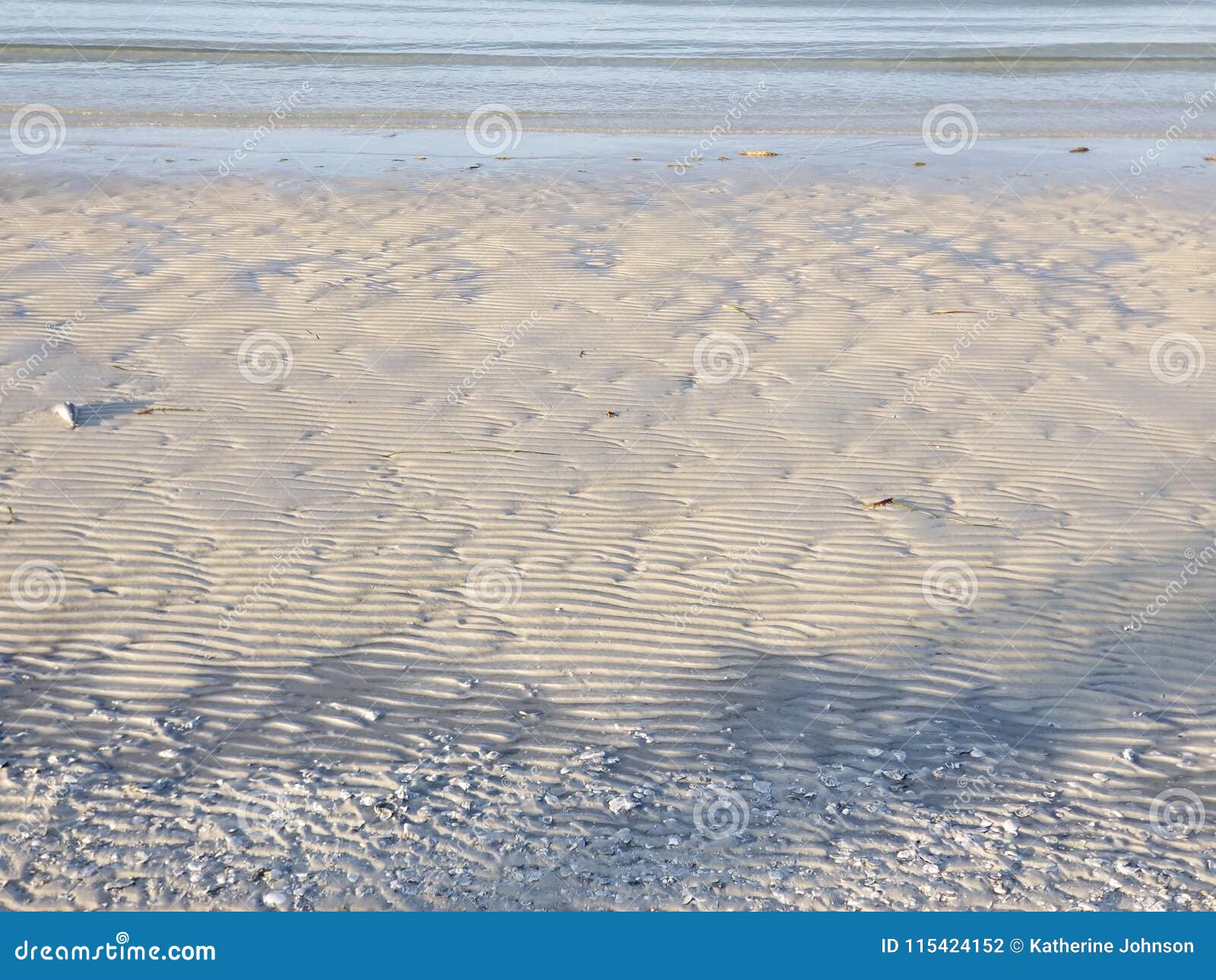 Morning glory stock photo. Image of glory, florida, morning - 115424152