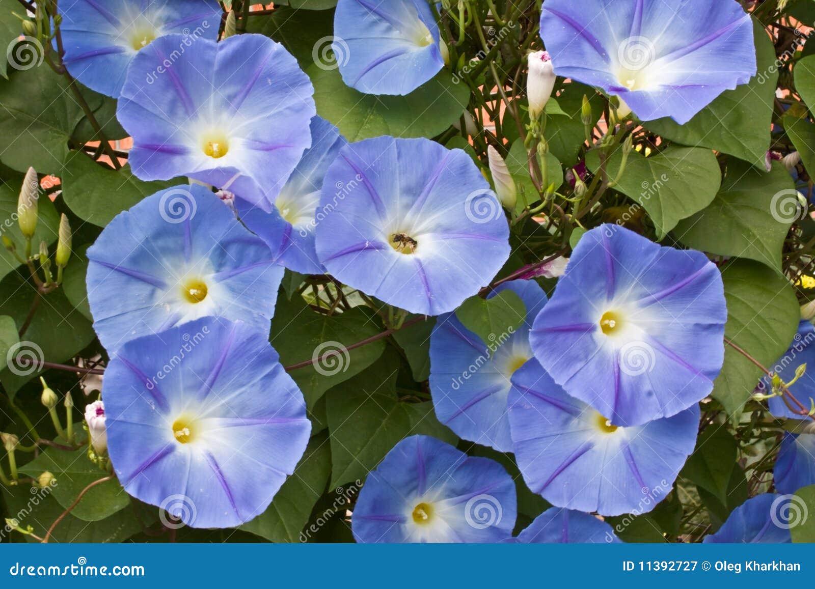 Morning Glory blooms stock image. Image of colorful, appealing - 11392727