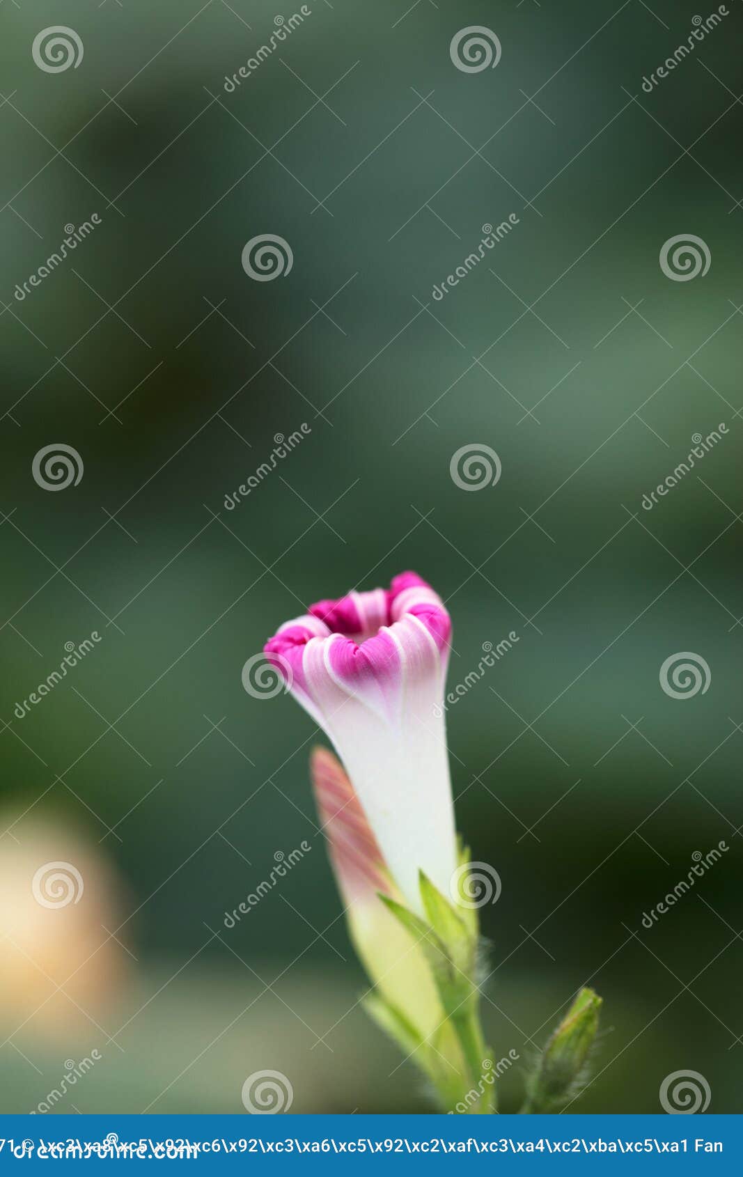 Morning Glory Bone in Bud stock image. Image of growth - 255039371