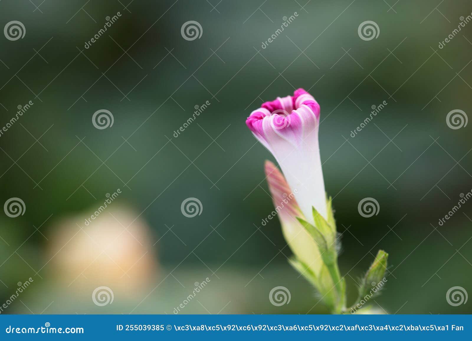 Morning Glory Bone in Bud stock image. Image of growth - 255039385