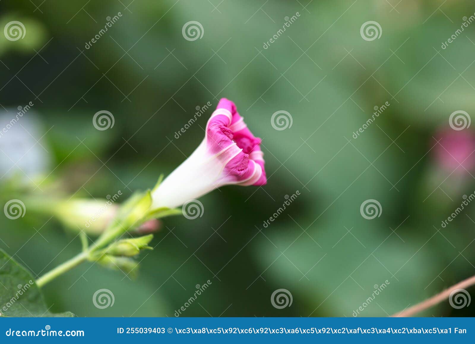 Morning Glory Bone in Bud stock image. Image of blank - 255039403