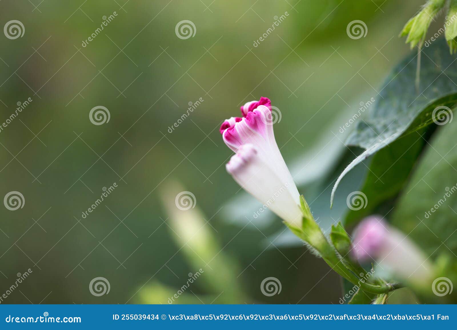 The Morning Glory in Bud Grows on the Vine Stock Photo - Image of ... The Morning Glory in Bud Grows on the Vine Stock Photo - Image of ...