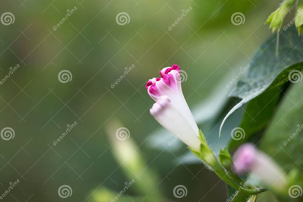 The Morning Glory in Bud Grows on the Vine Stock Photo - Image of ...