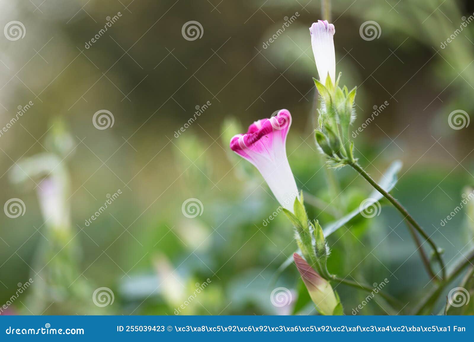 The Morning Glory in Bud Grows on the Vine Stock Image - Image of ... The Morning Glory in Bud Grows on the Vine Stock Image - Image of ...