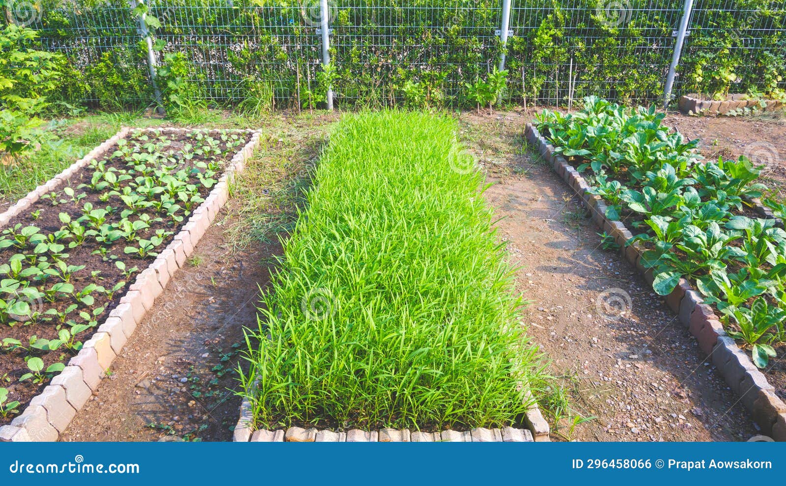 Morning Glory and Chinese Cabbage Growing Inside of Three Small ...