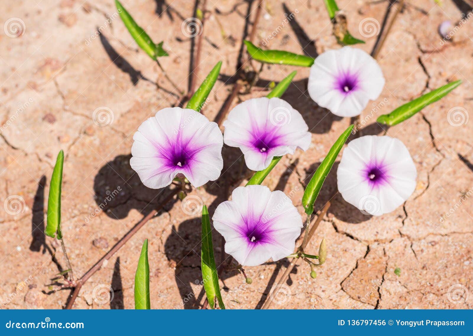 Morning Glory Flower on the Cracked Dry Ground Stock Photo - Image of ...