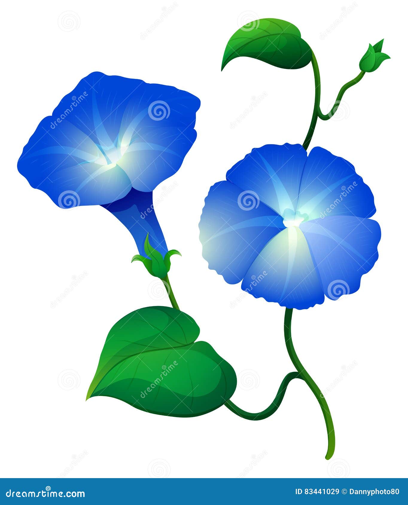 Morning Glory Flowers in Blue Color Stock Vector - Illustration of ...