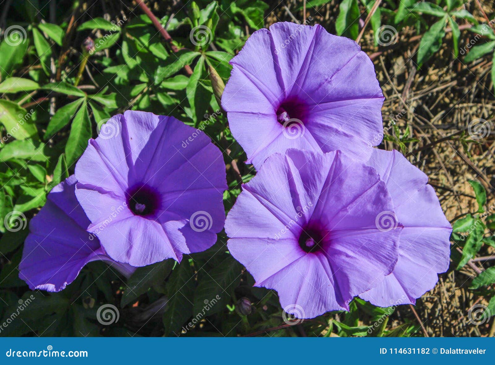 Morning Glory on the Ground Stock Photo - Image of group, bloom: 114631182