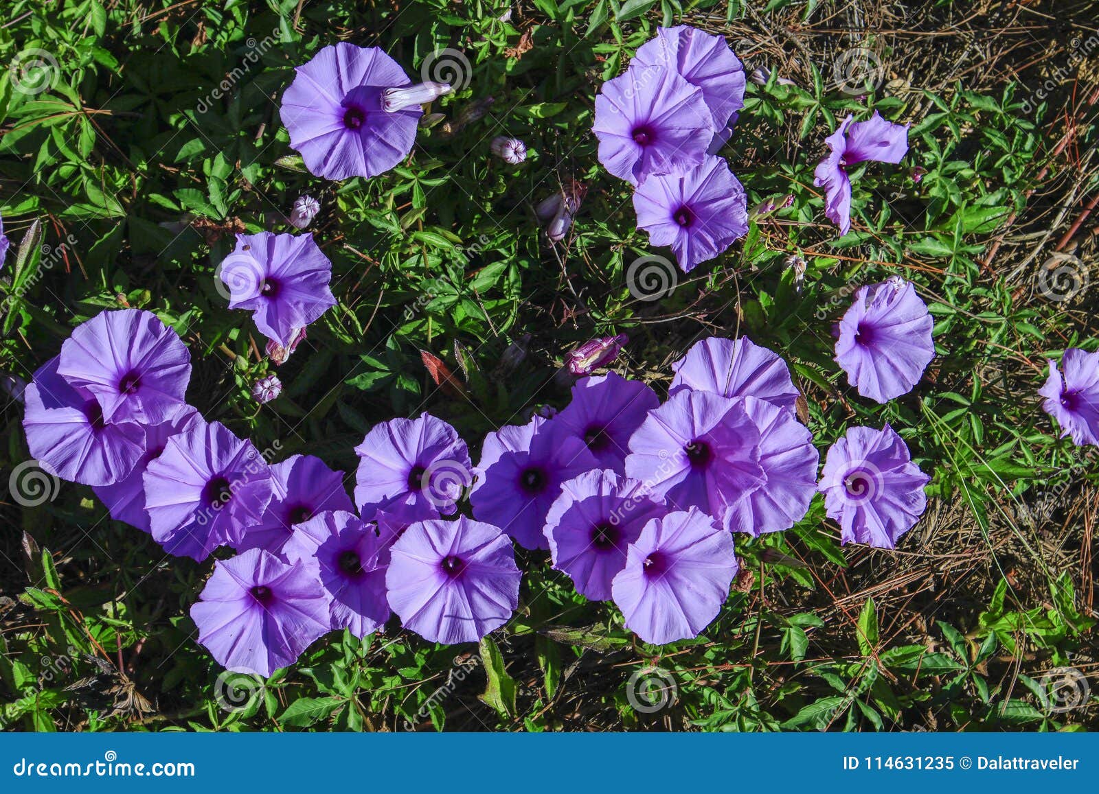 Morning Glory on the Ground Stock Image - Image of botanical ...