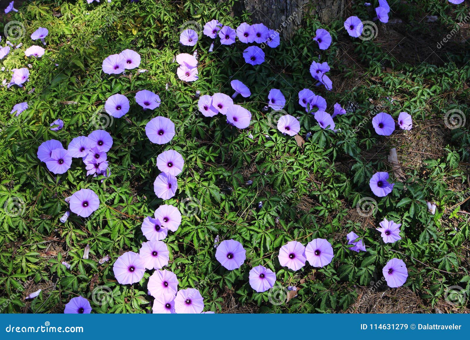 Morning Glory on the Ground Stock Image - Image of leaf, floral: 114631279