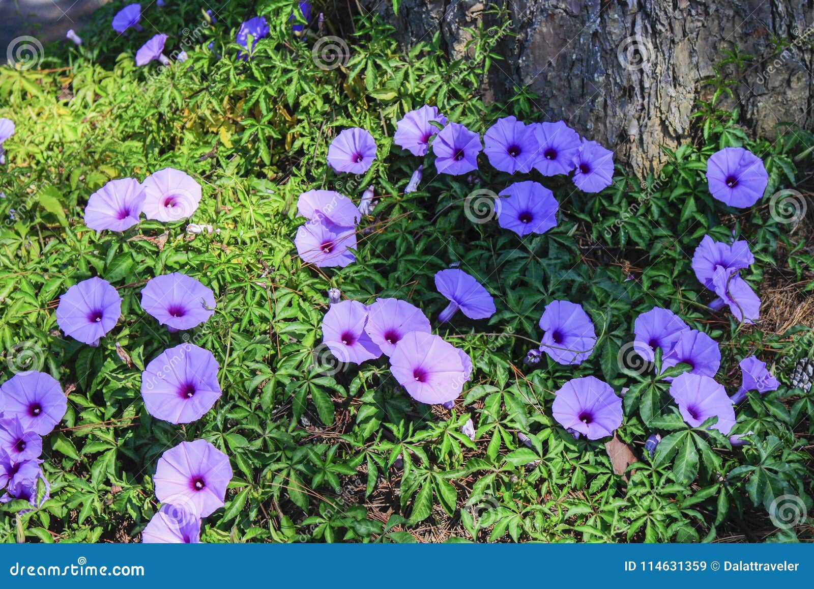 Morning Glory on the Ground Stock Image - Image of blooming, color ...