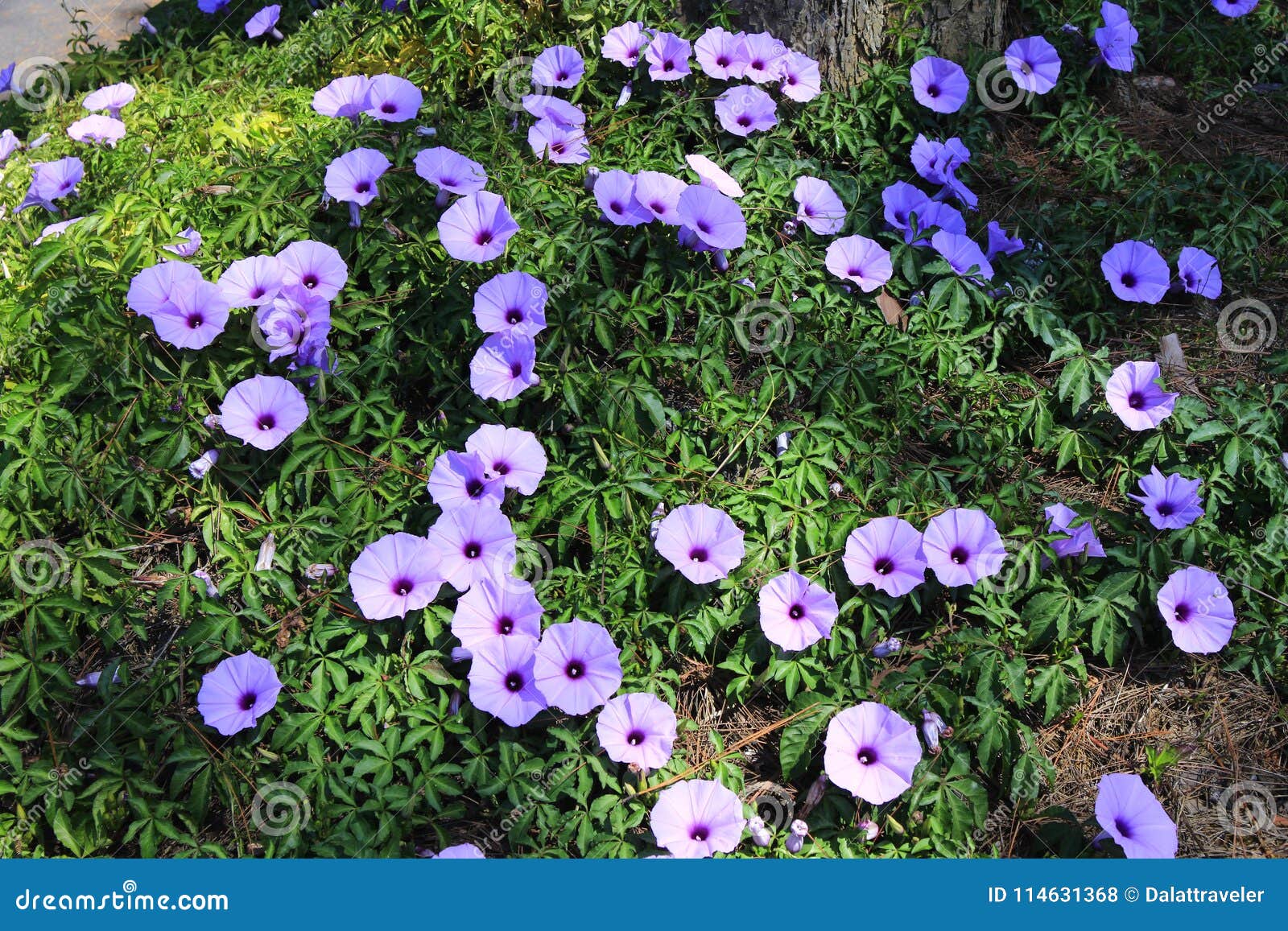Morning Glory on the Ground Stock Photo - Image of growth, blue: 114631368