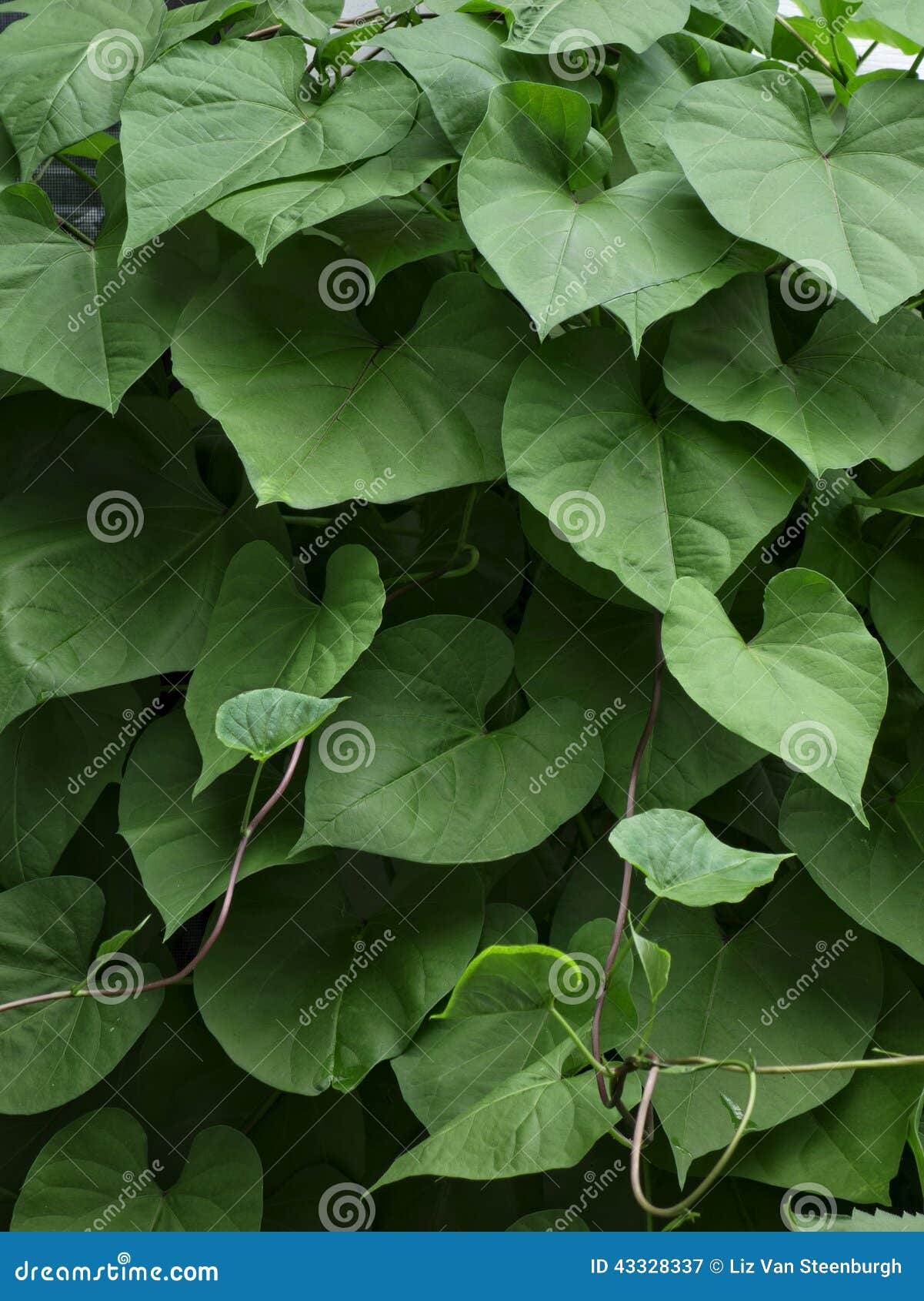 Morning Glory Leaves stock image. Image of background - 43328337