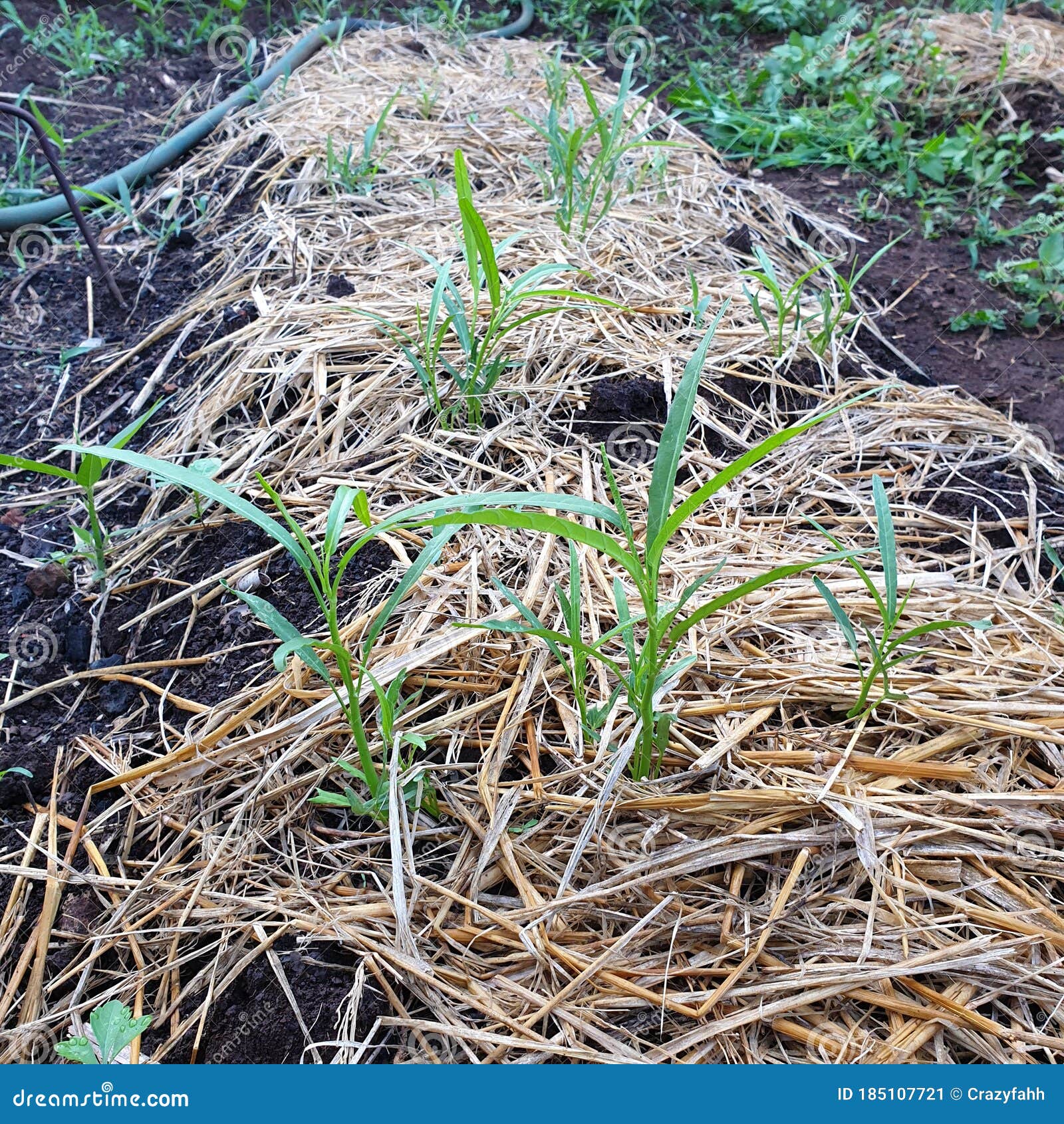 Morning Glory Vegetable for Eating in Asian Stock Image - Image of ...