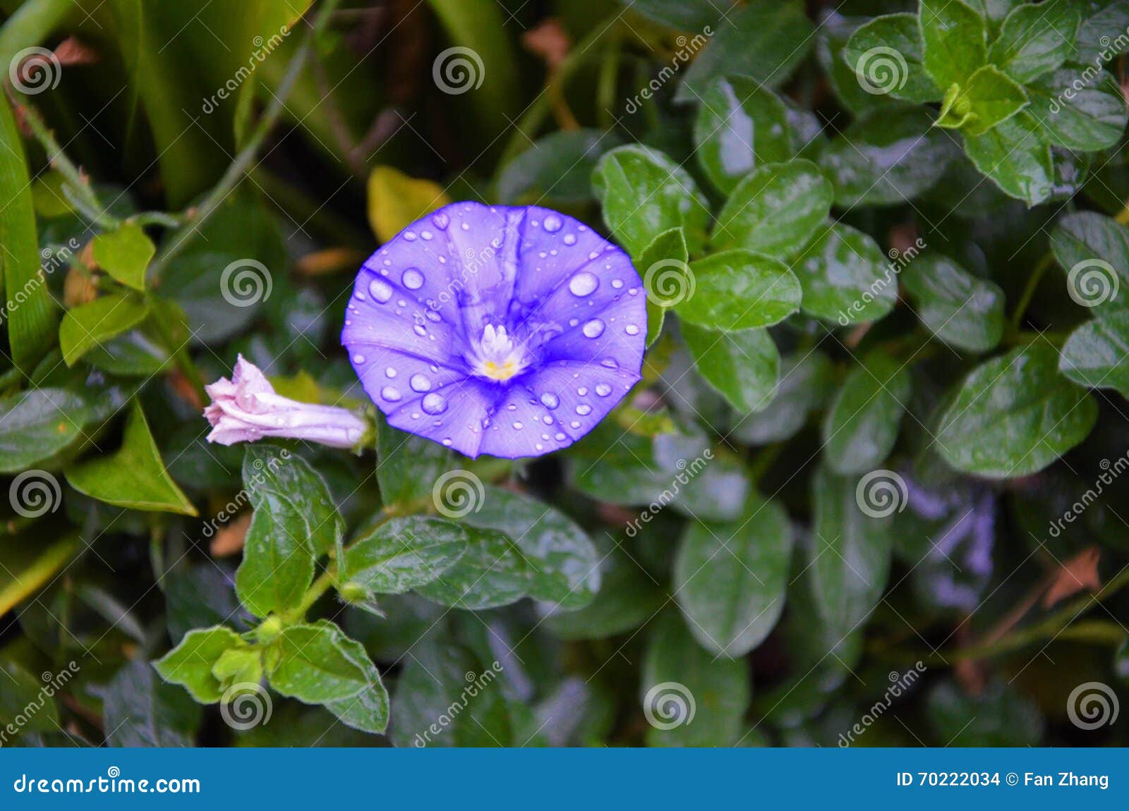 Morning glory stock photo. Image of spring, glory, outdoor - 70222034