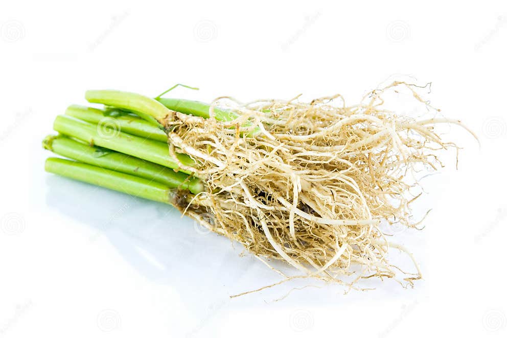 Morning Glory root stock photo. Image of green, fried - 36195012