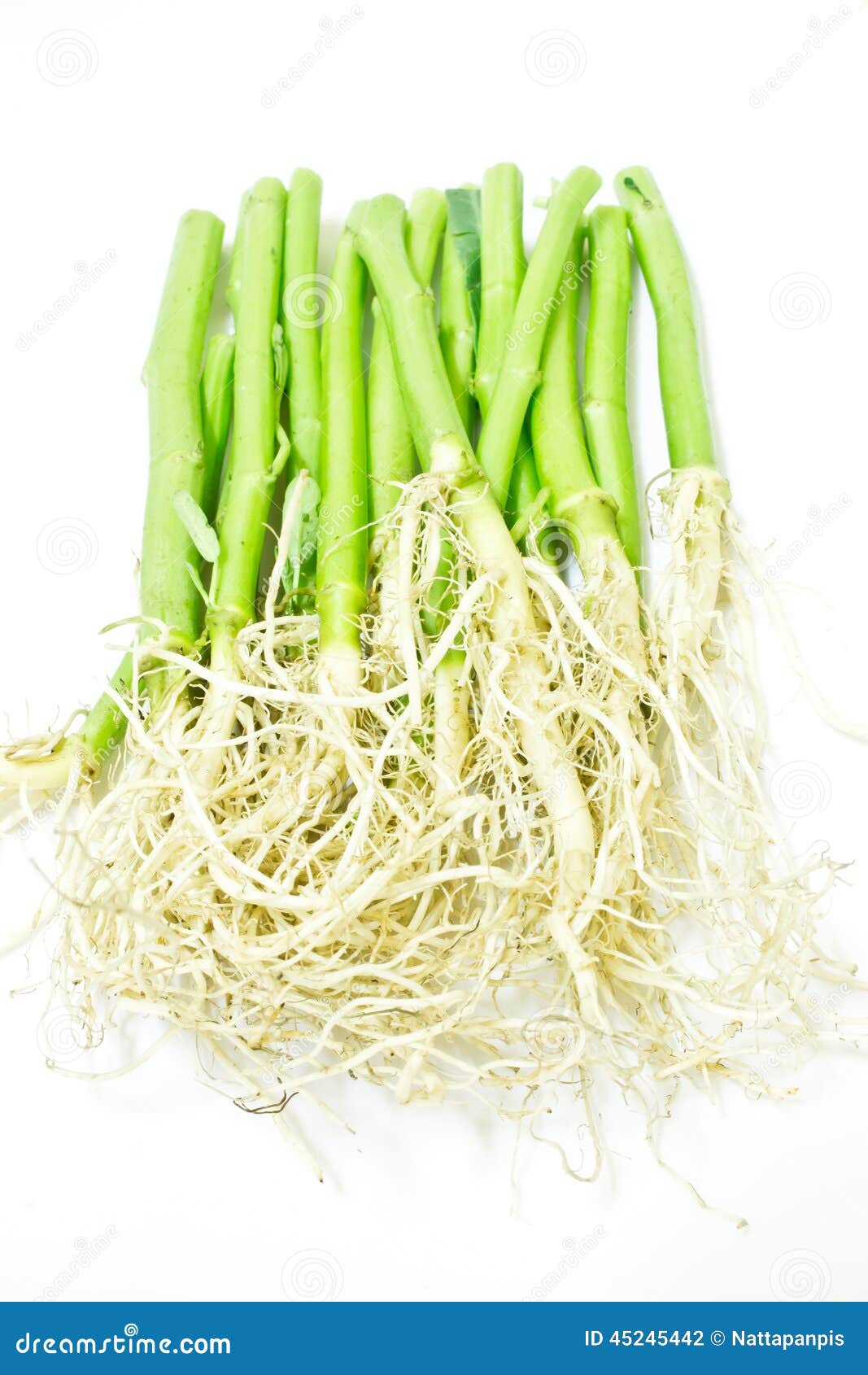 Morning glory stock photo. Image of tropicalplant, morningglory - 45245442