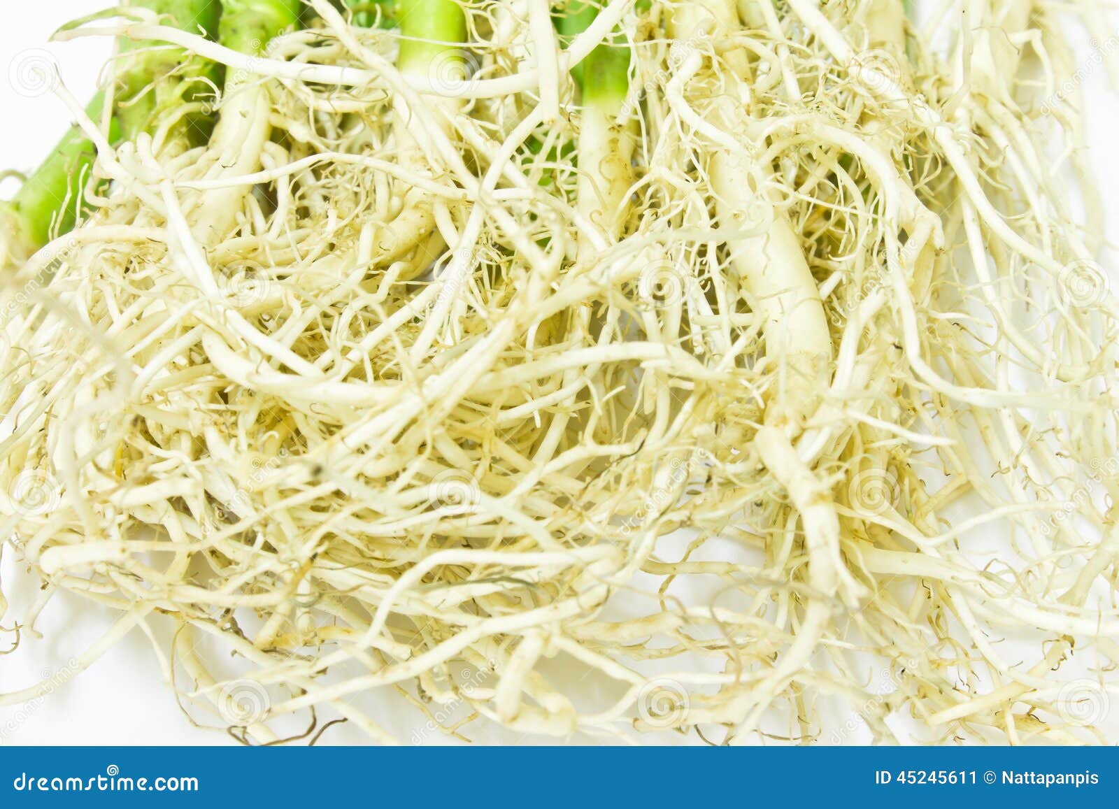 Morning glory stock image. Image of vegan, green, freshvegetable - 45245611