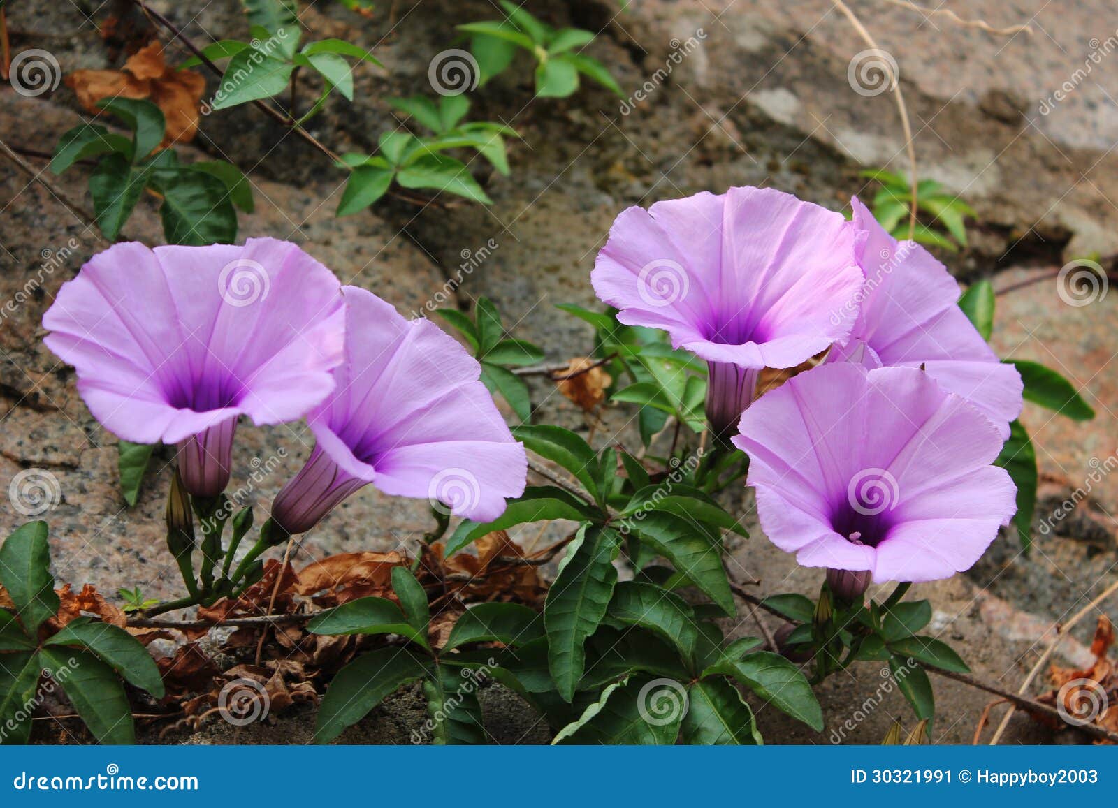 Morning glory stock image. Image of green, blossom, beautiful - 30321991