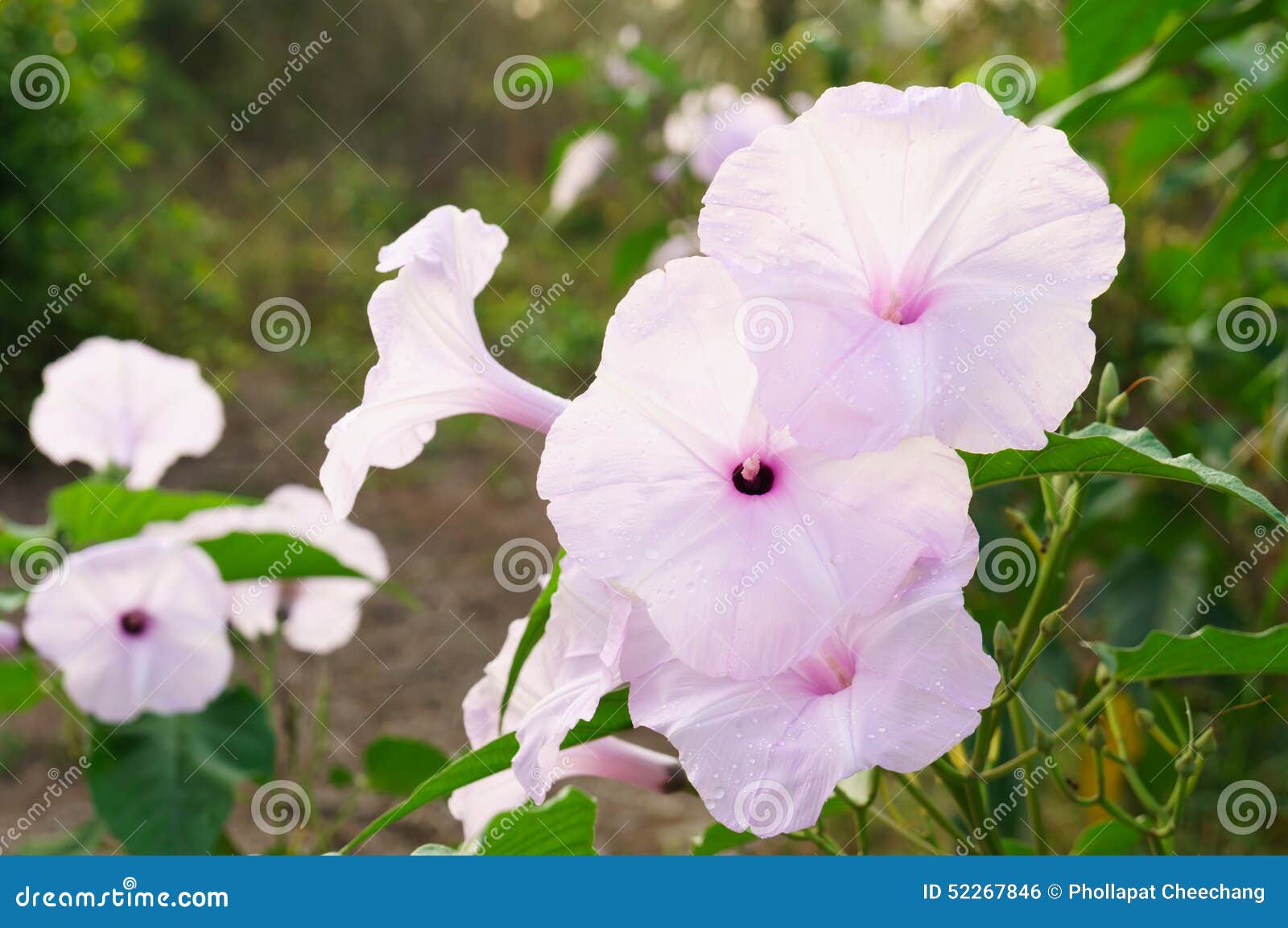 Ipomoea Carnea Behaya Leave Royalty-Free Stock Photography ...