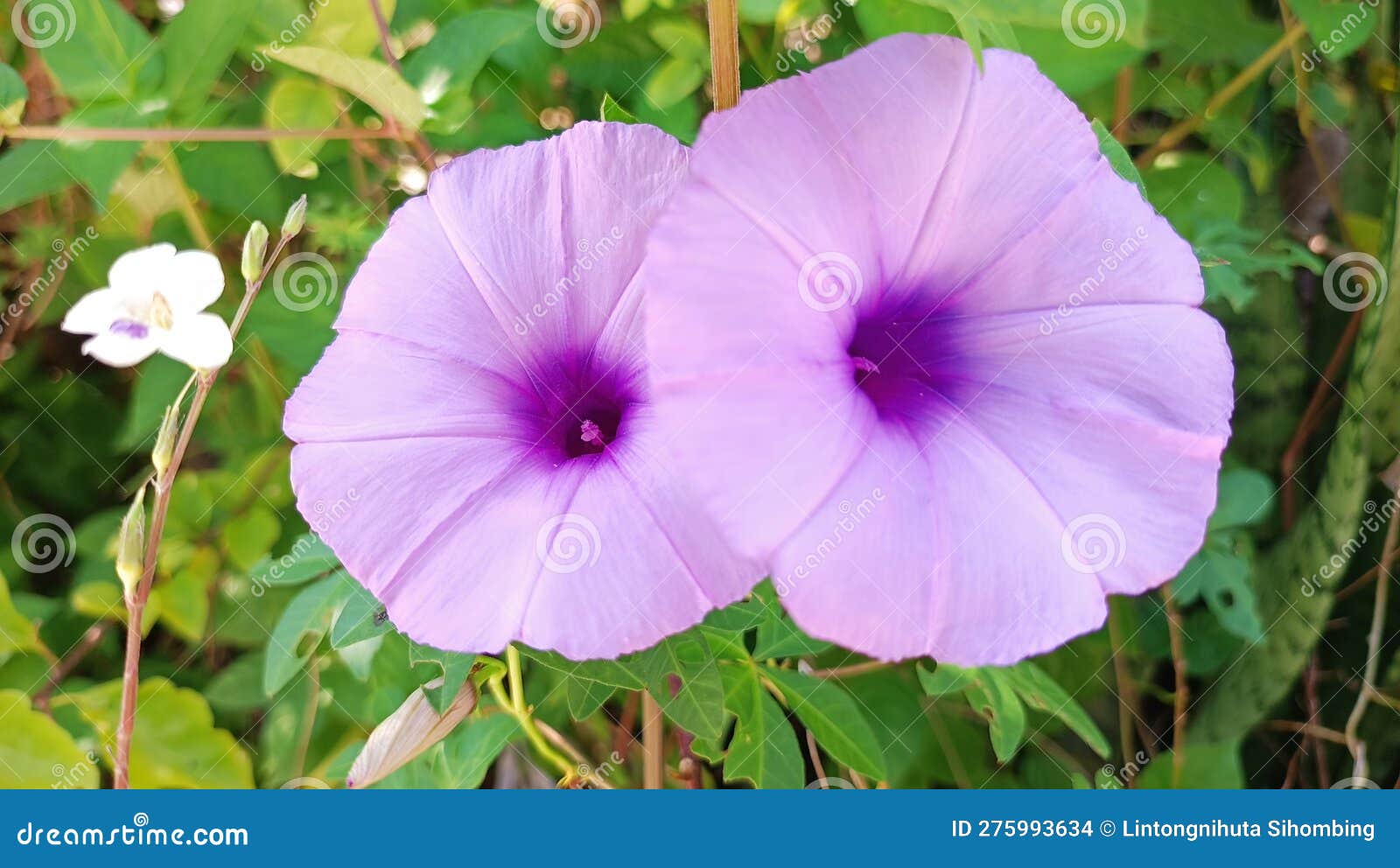 Morning Glory, Ubi Kate, Katang Katang Stock Photo - Image of katang ...
